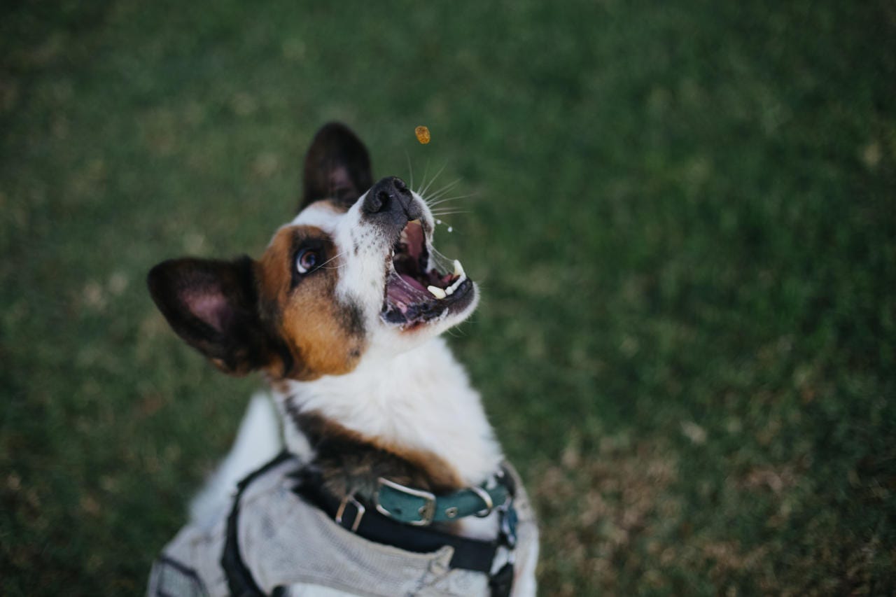I Hired a Real-Life Pet Detective - by Daniela Blei