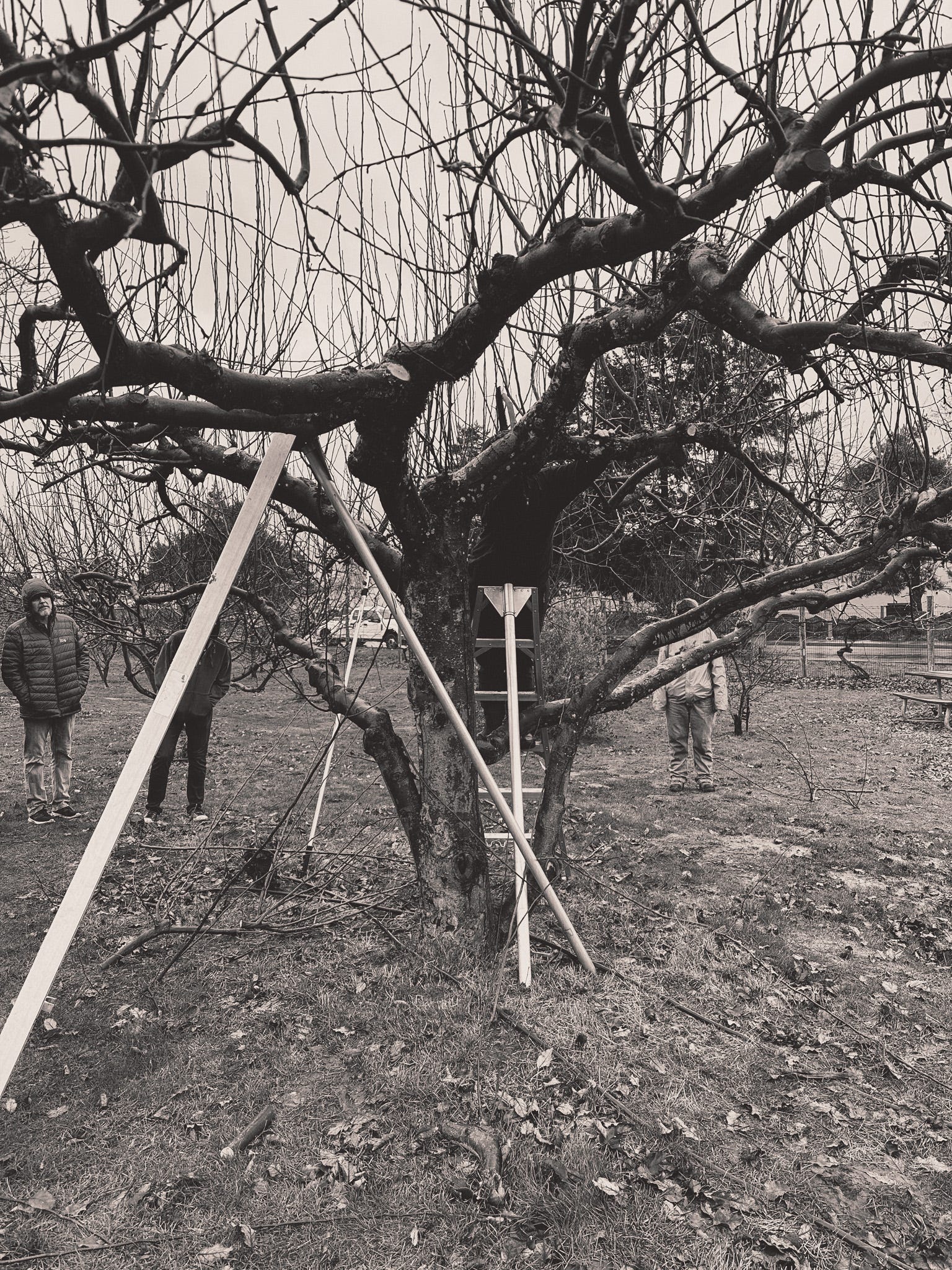 Dormant Pruning - by Sarai Mitnick - Making Time