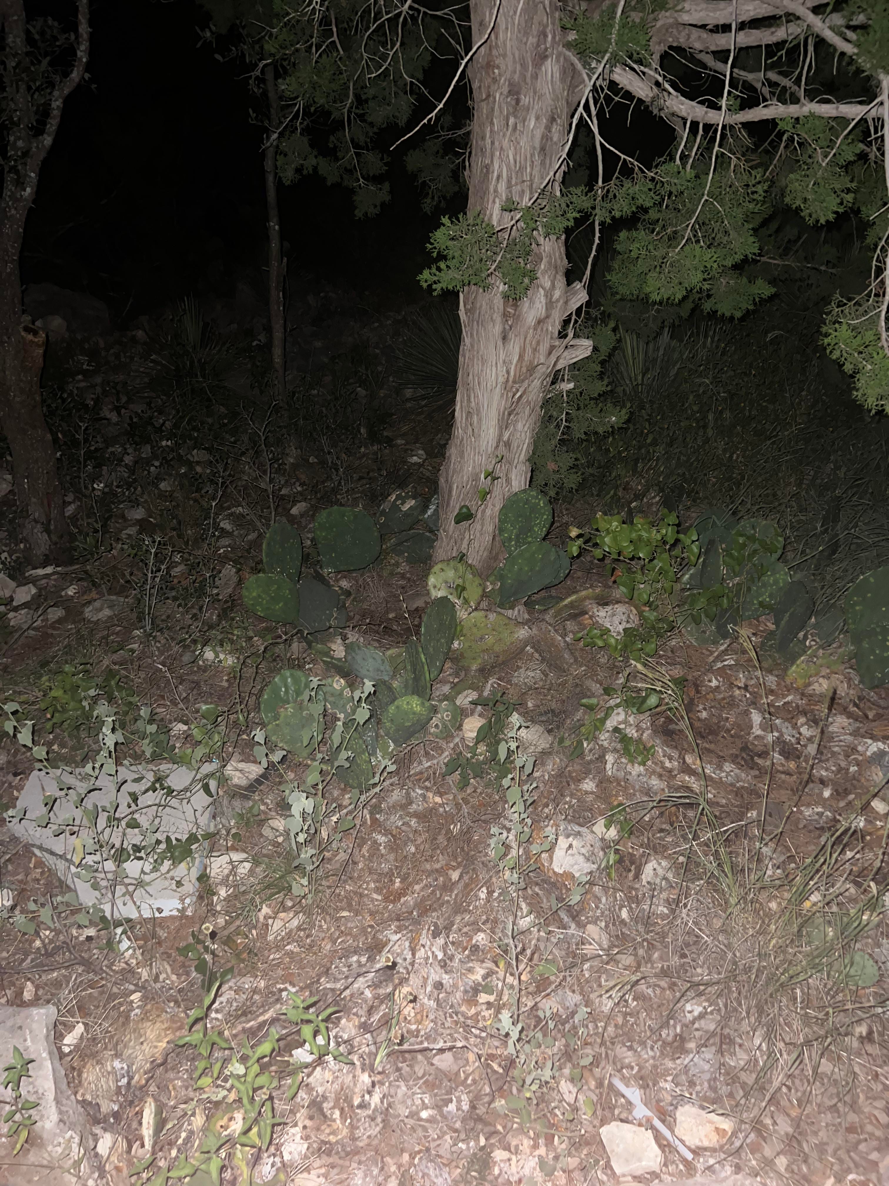 The Lone Star State - by Jacob Coughlan - Boring Touring