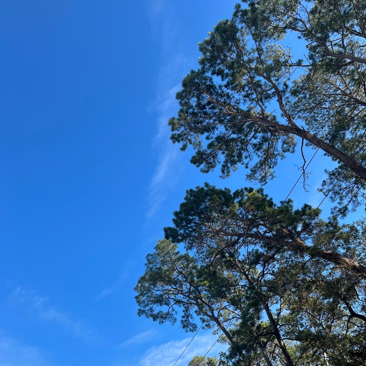 laura hoenack | Substack