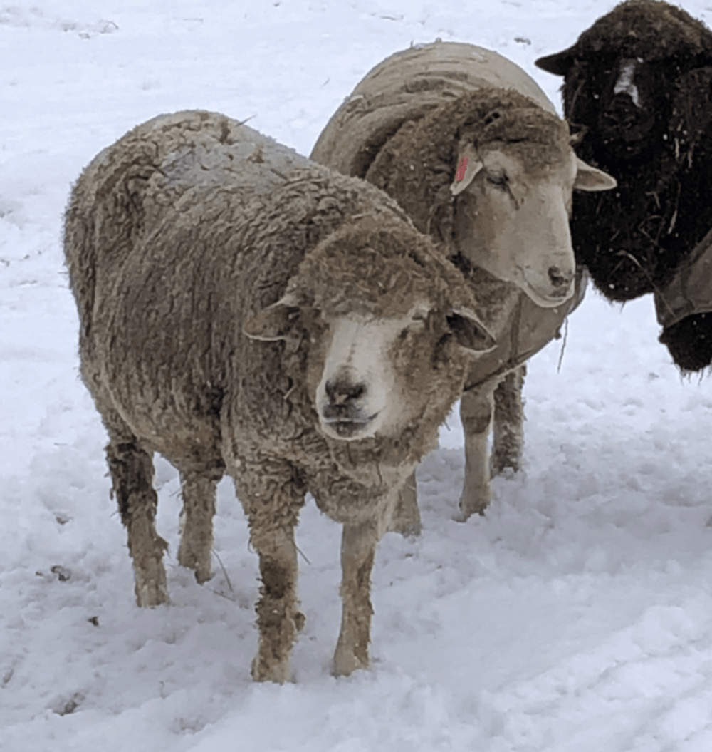 Leo & Lucy The Sheep - by Jodie Morgan - Yarn Bay