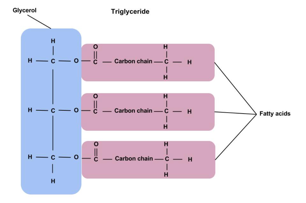 Mirror Mirror On The Wall, Which Is The Fairest Diet Of Them All?
