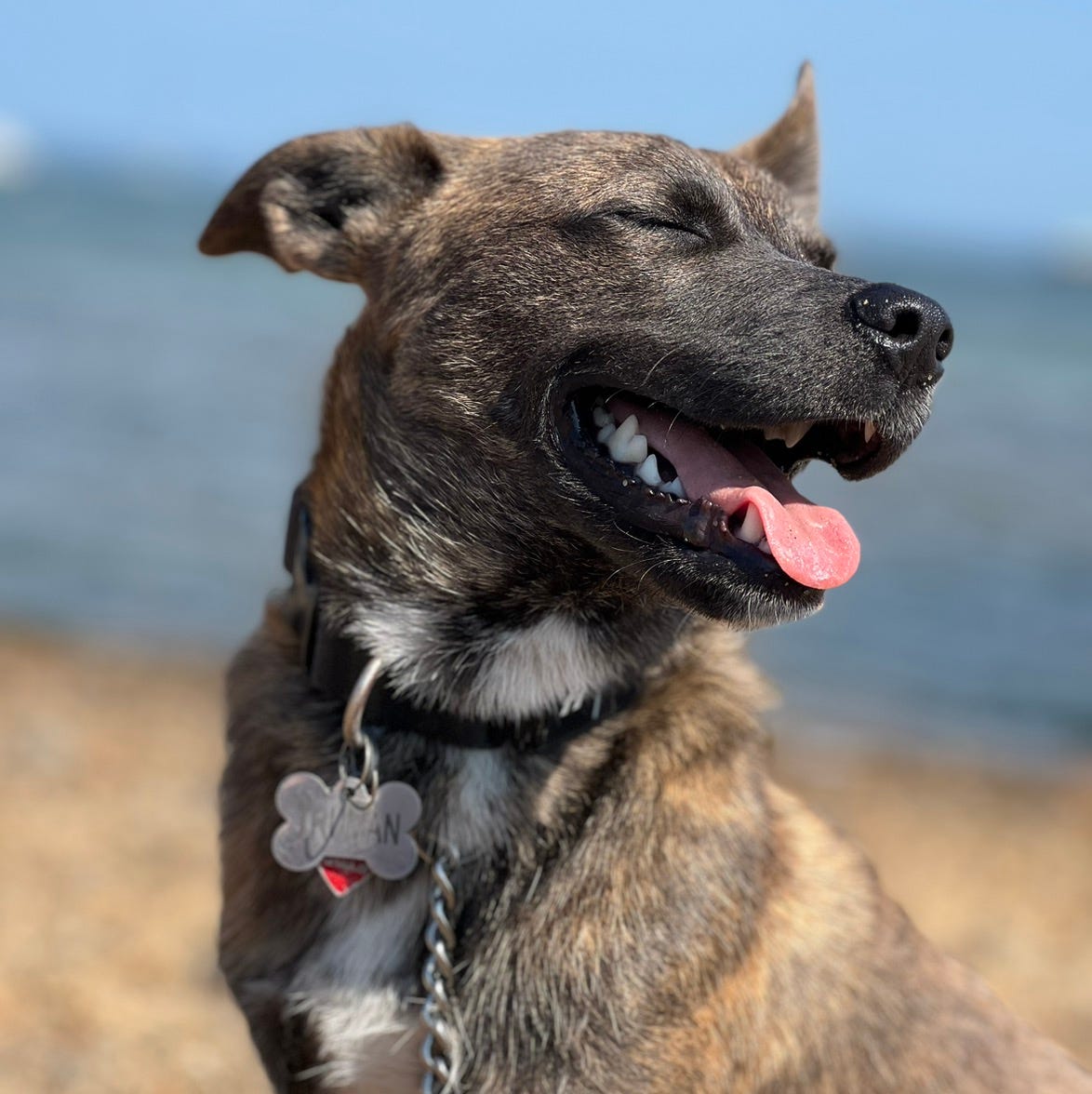 Andrew Sullivan | Substack