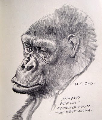 How to Draw a Gorilla Portrait - by James Gurney