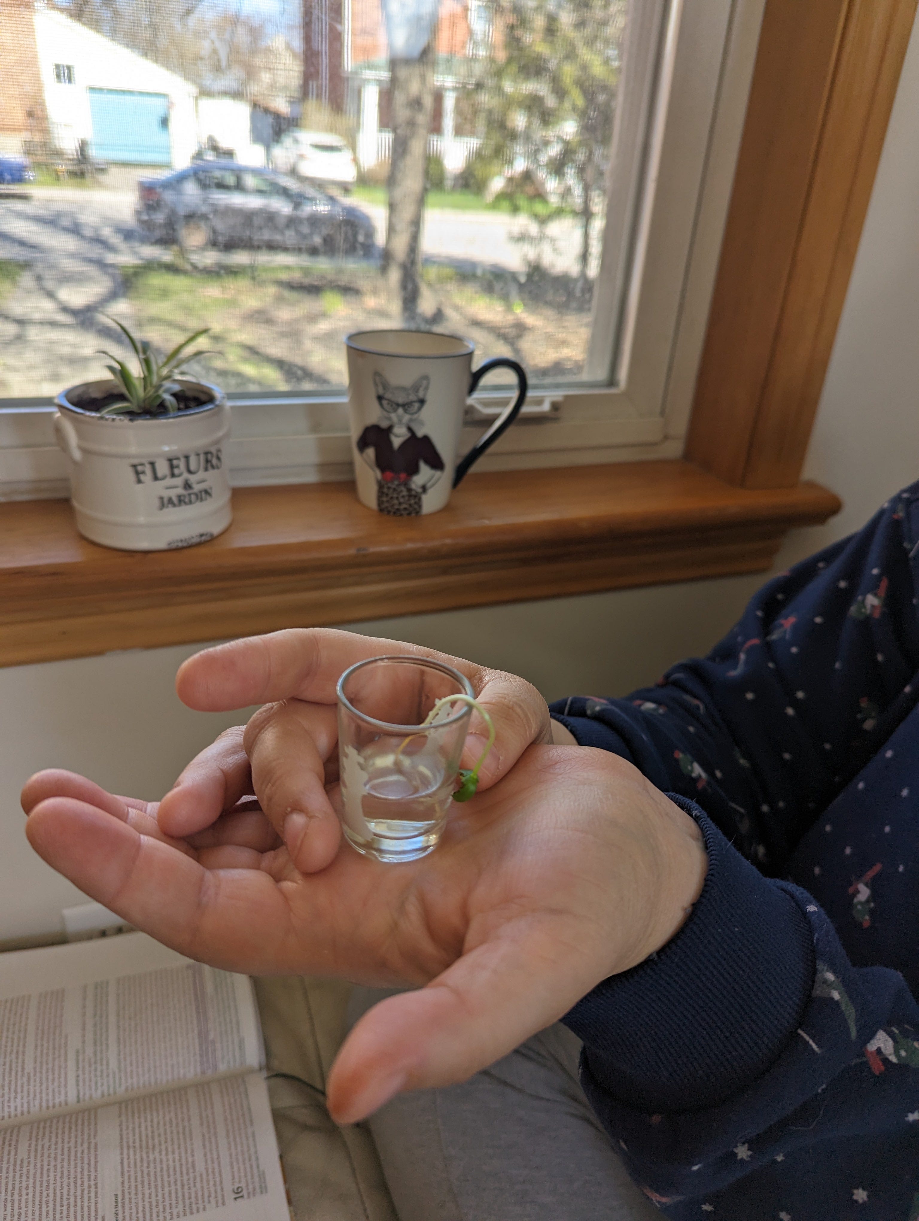 Sprout - by Janelle Labelle - Three Wheel Kiss