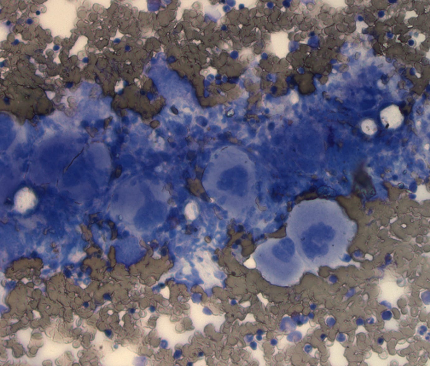 Demystifying Bone Marrow - by Eric Fish, DVM, PhD