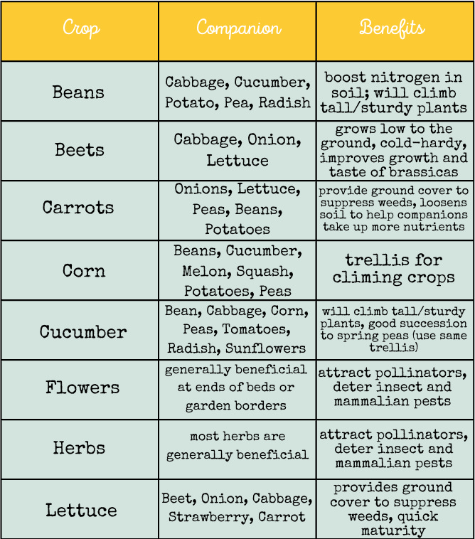 Melon Companion Planting Chart