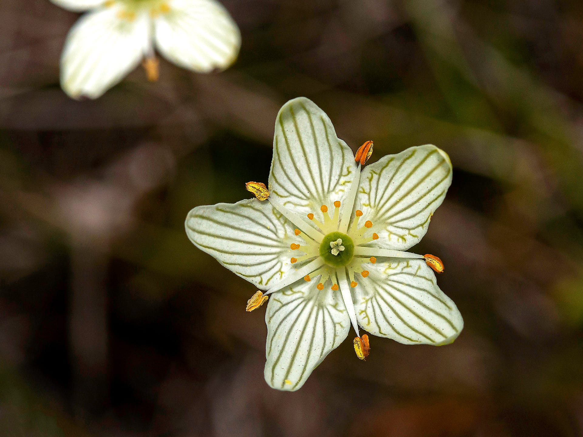 A Duplicitous Flower and its Rare Bee - by Bryan Pfeiffer