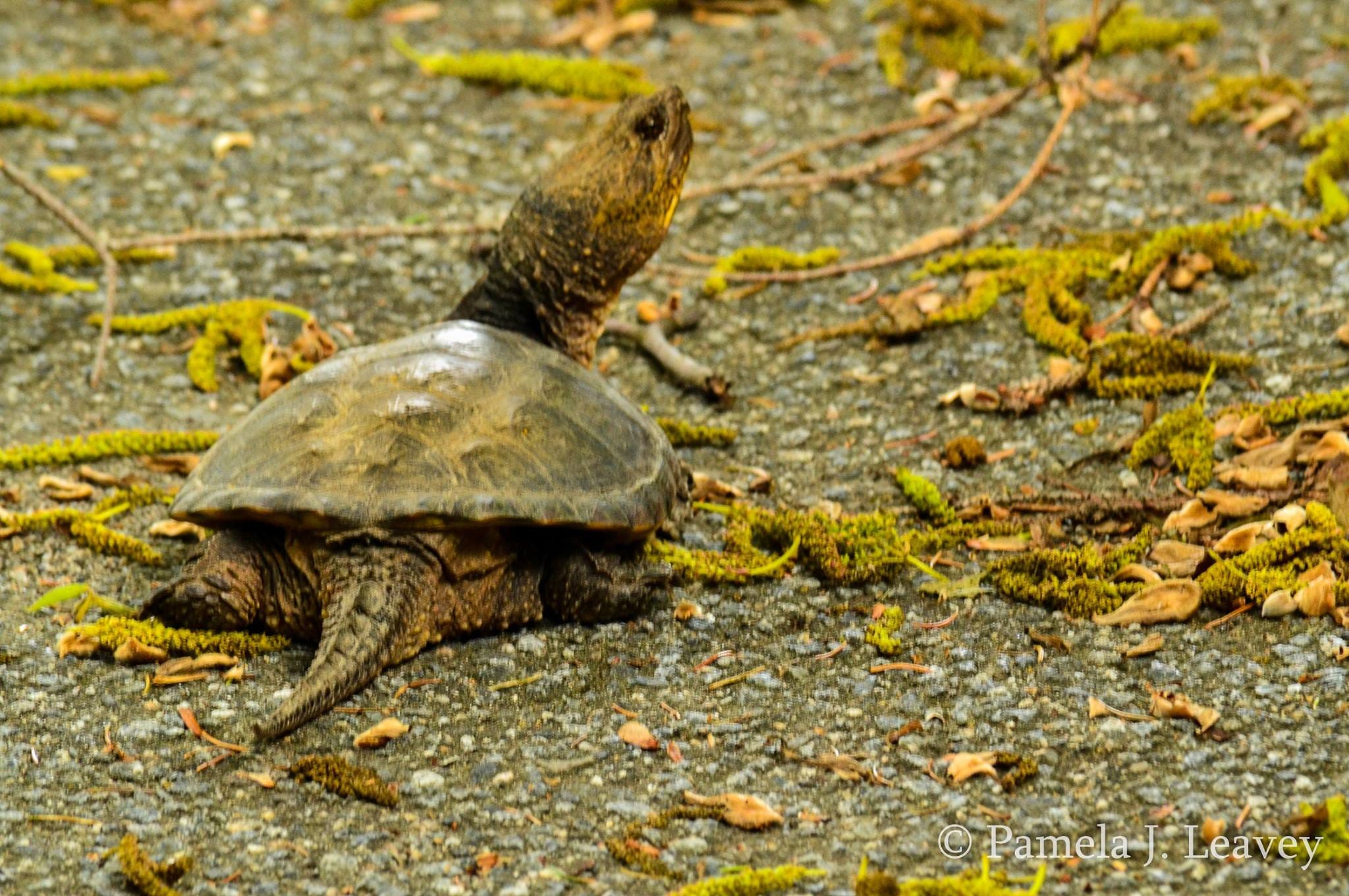 Photo Essay: Snappy the Turtle Goes on an Adventure...