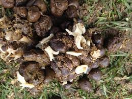 A Poop By Any Other Name....... - Fat Turkey Farm