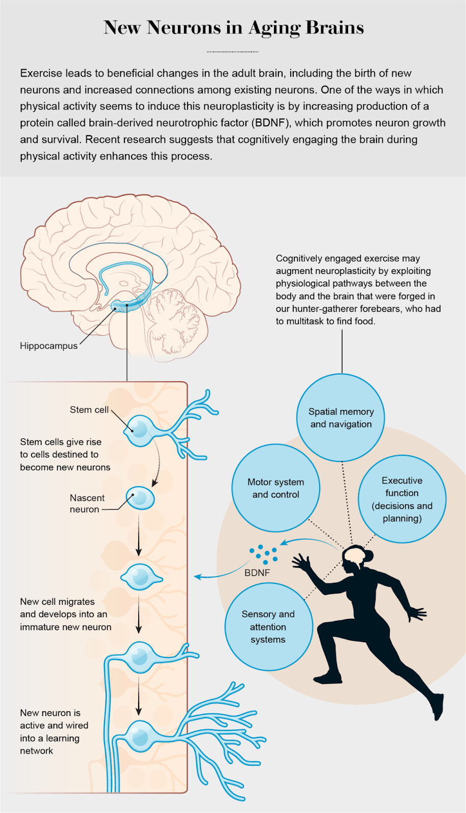 Physiology Friday #186: Muscle Strength and Physical Activity — but not ...