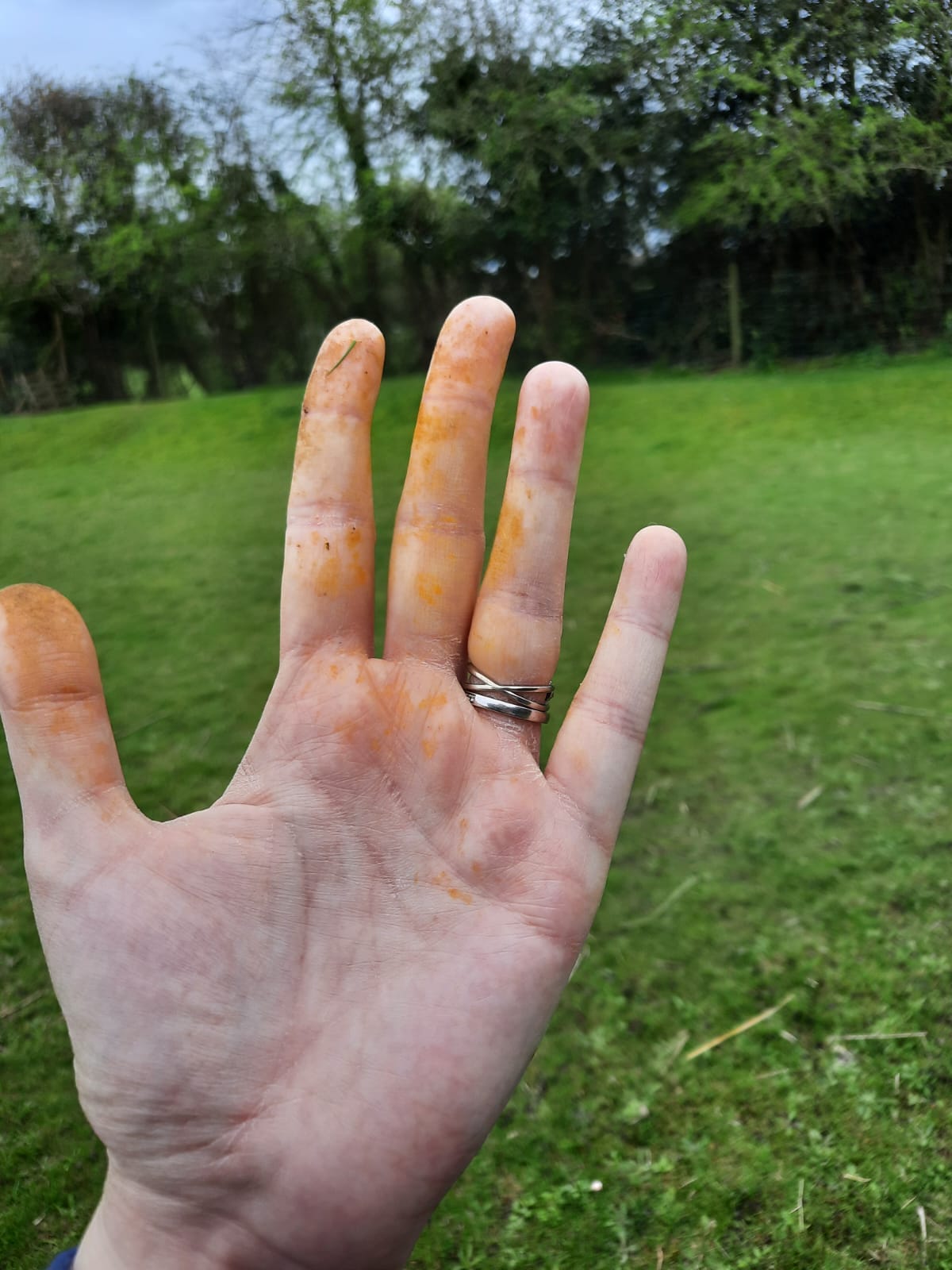 Meadow Gold Lemonade! - by Foraging Freya