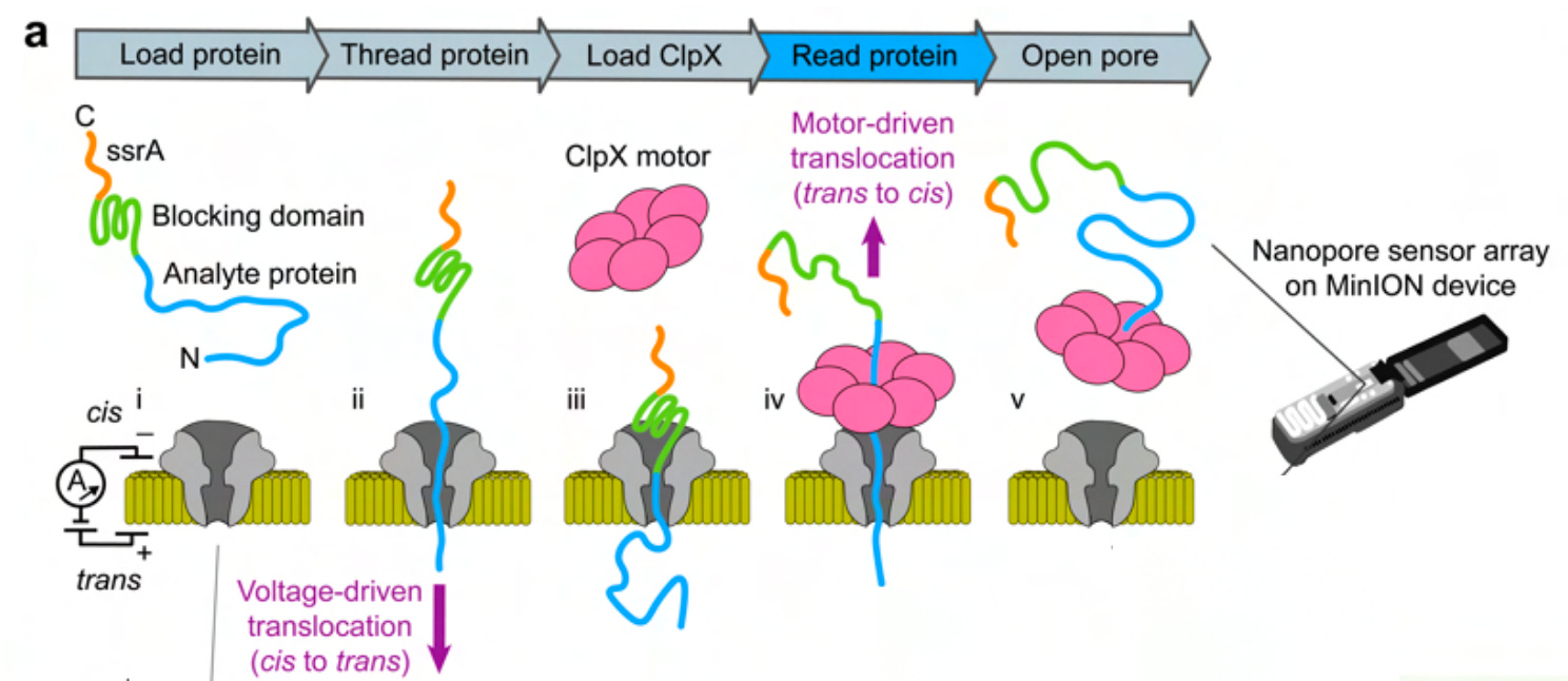 That New Nanopore Protein Sequencing Paper