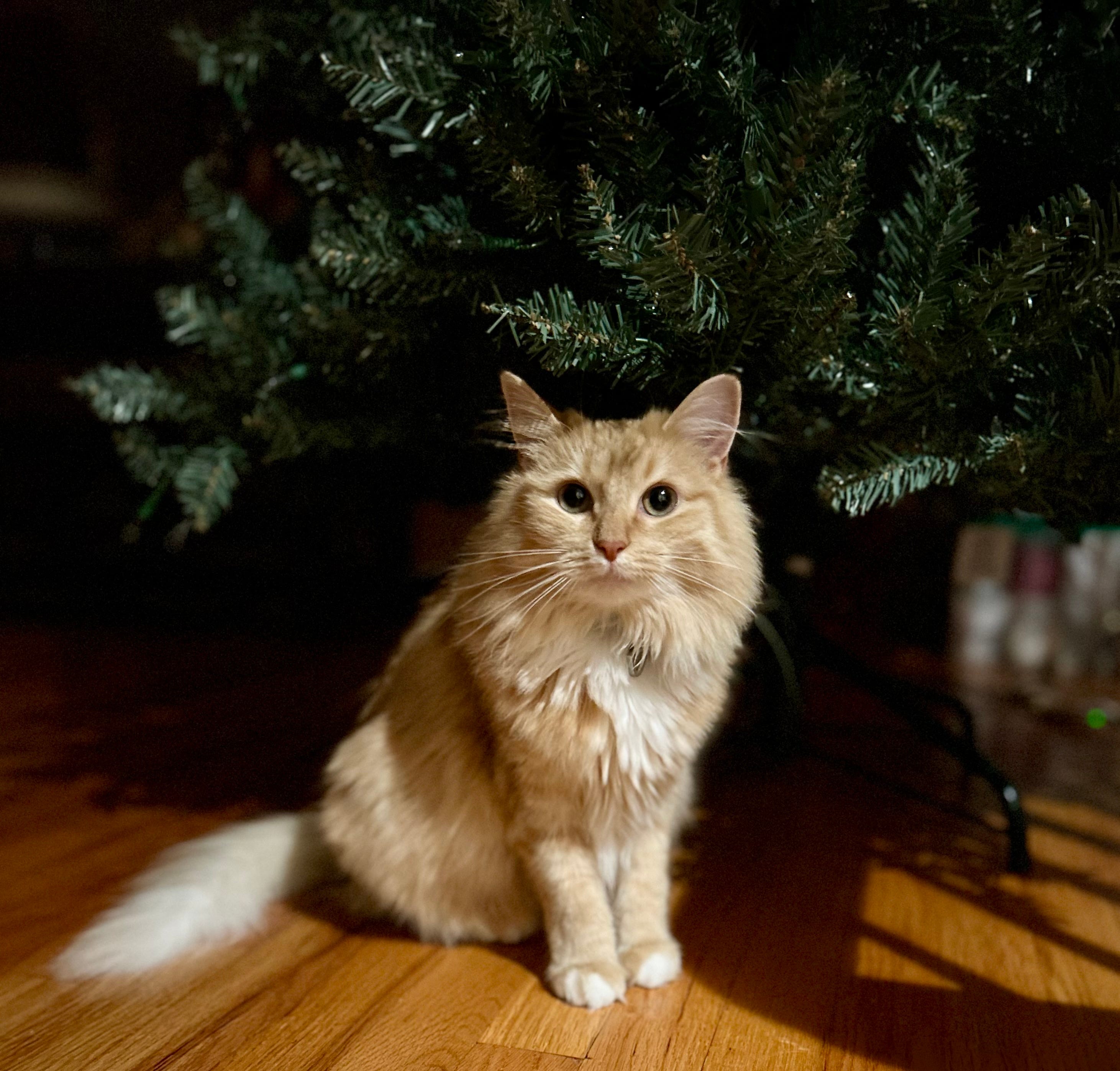 Lisa Carbone-Lurie | Substack