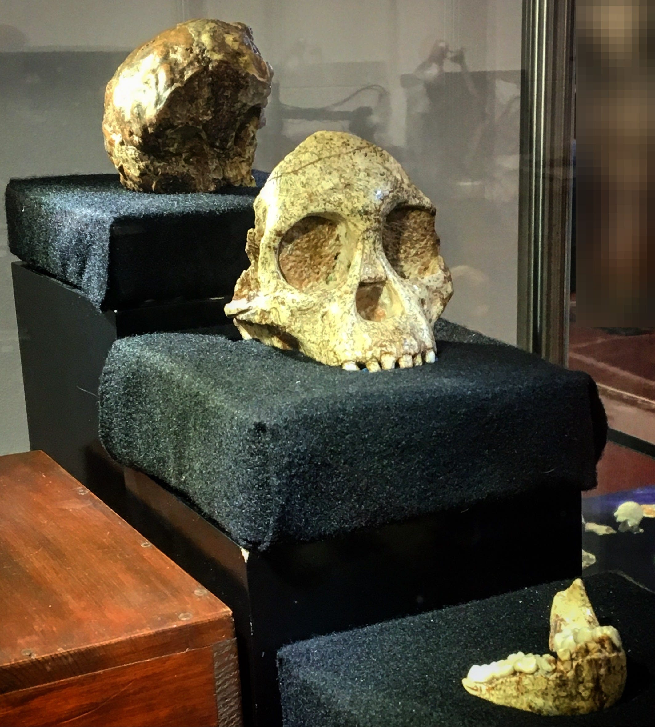 100 Years of the Southern Ape | Fossil History