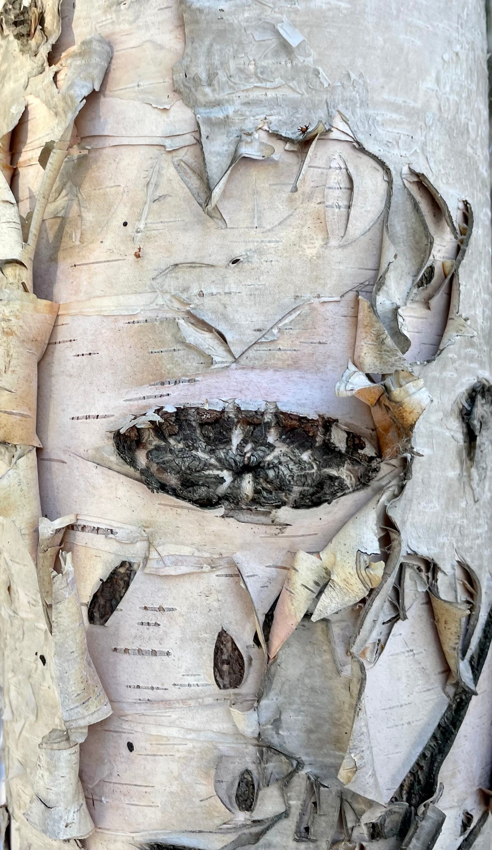 Birch Runes - by Wells Of Goodness - Melanie’s Substack