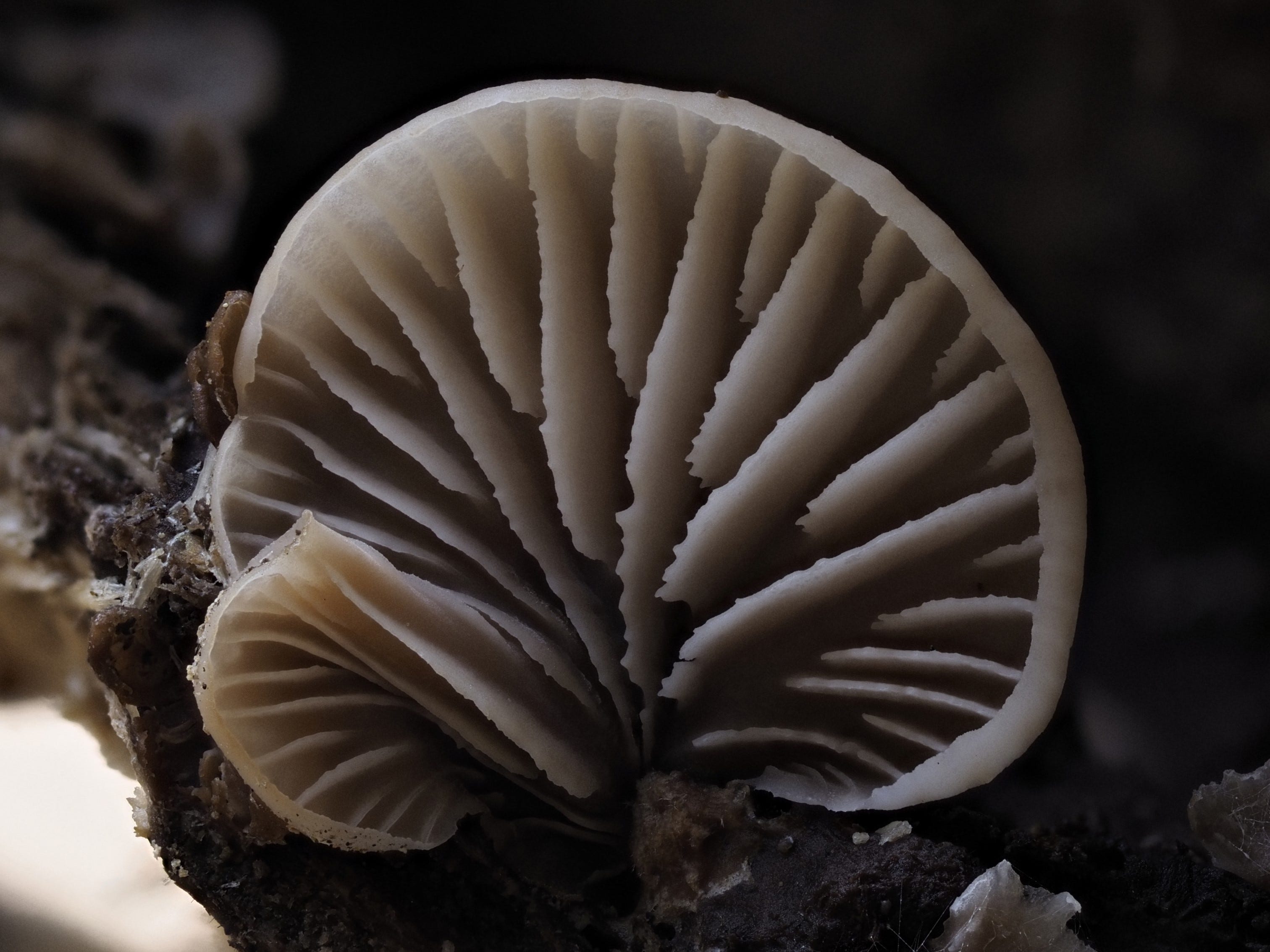 March Mushrooms at Mount Wakakusayama 若草山