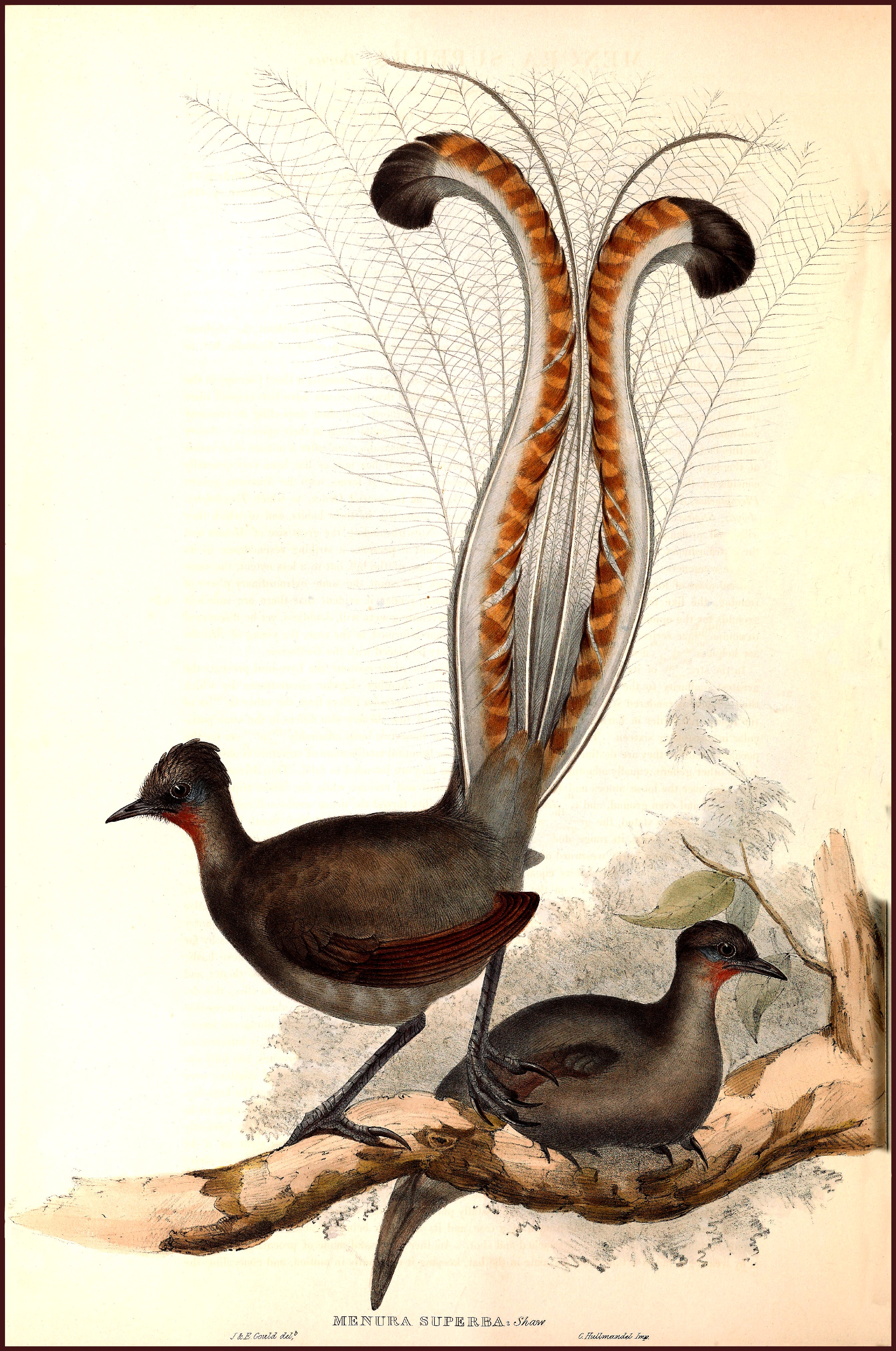 The Fantastic Lyre Bird of Australia - by Katrina Haney
