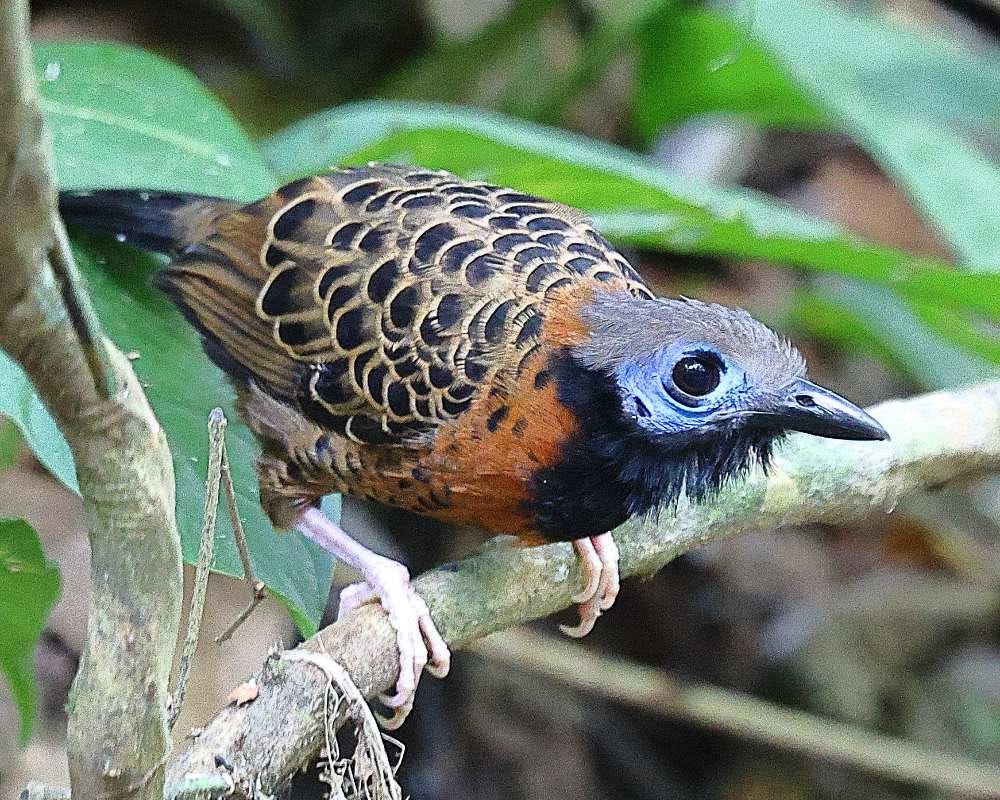 Bird of the Week: These Ten Gay Birds - by Jack Mirkinson
