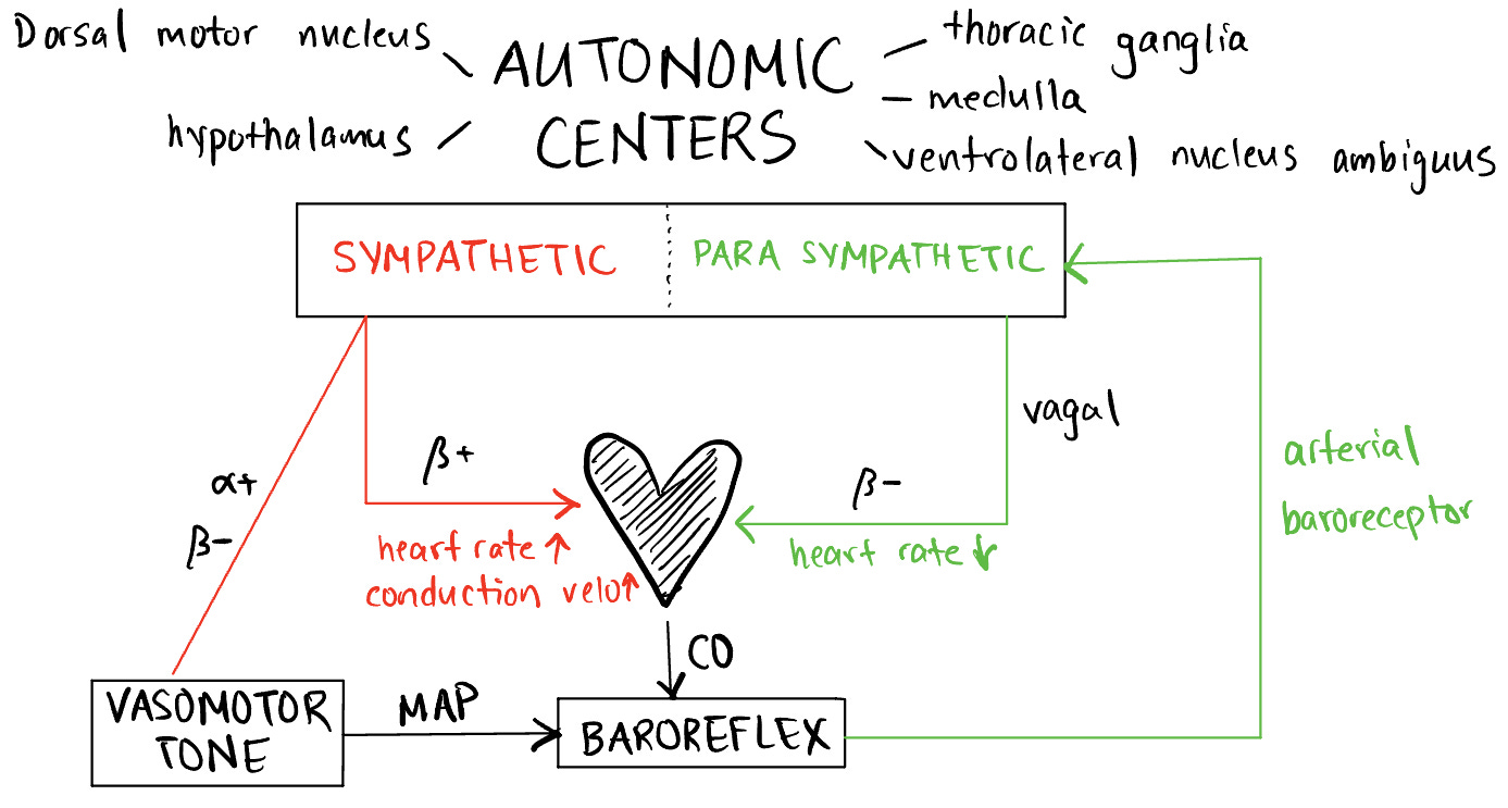 The Spectrum of your Heart - Metabolic Maestro