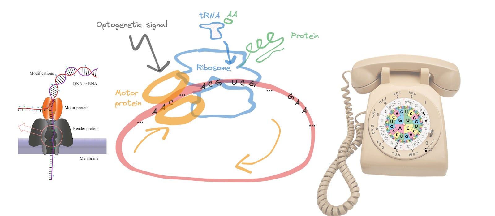 A Protein Printer - by Asimov Press and Adaptyv Bio