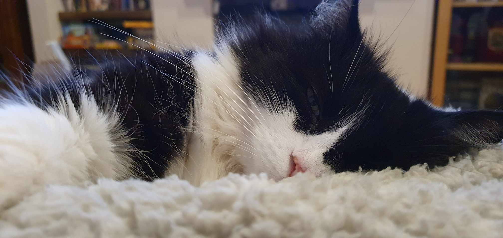 Gentle Morning Paws 🐾 - by Mel Piper - The Little Things