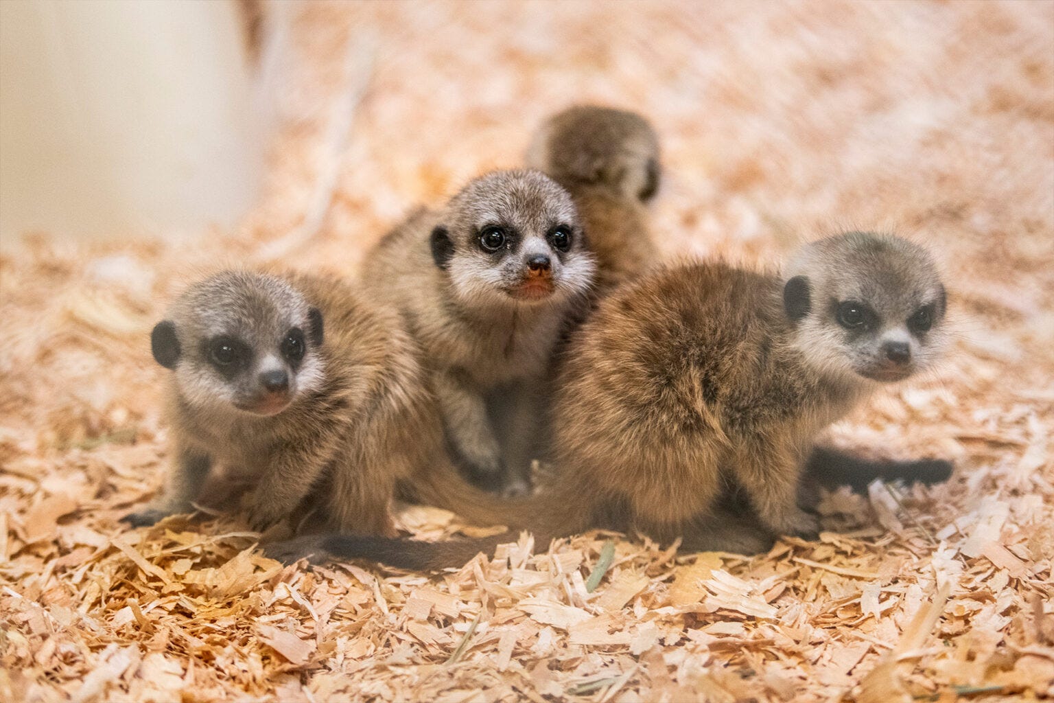Meerkat Mob Mugs for the Camera - by Martini Glambassador