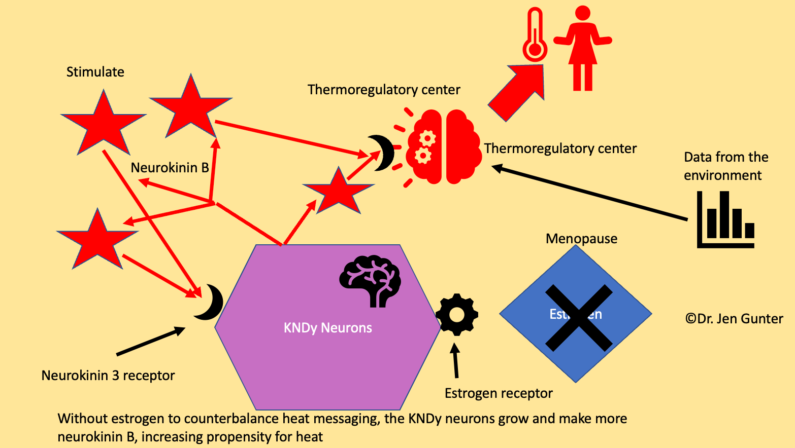 Fezolinetant, the new drug for hot flashes, gets approved by the FDA