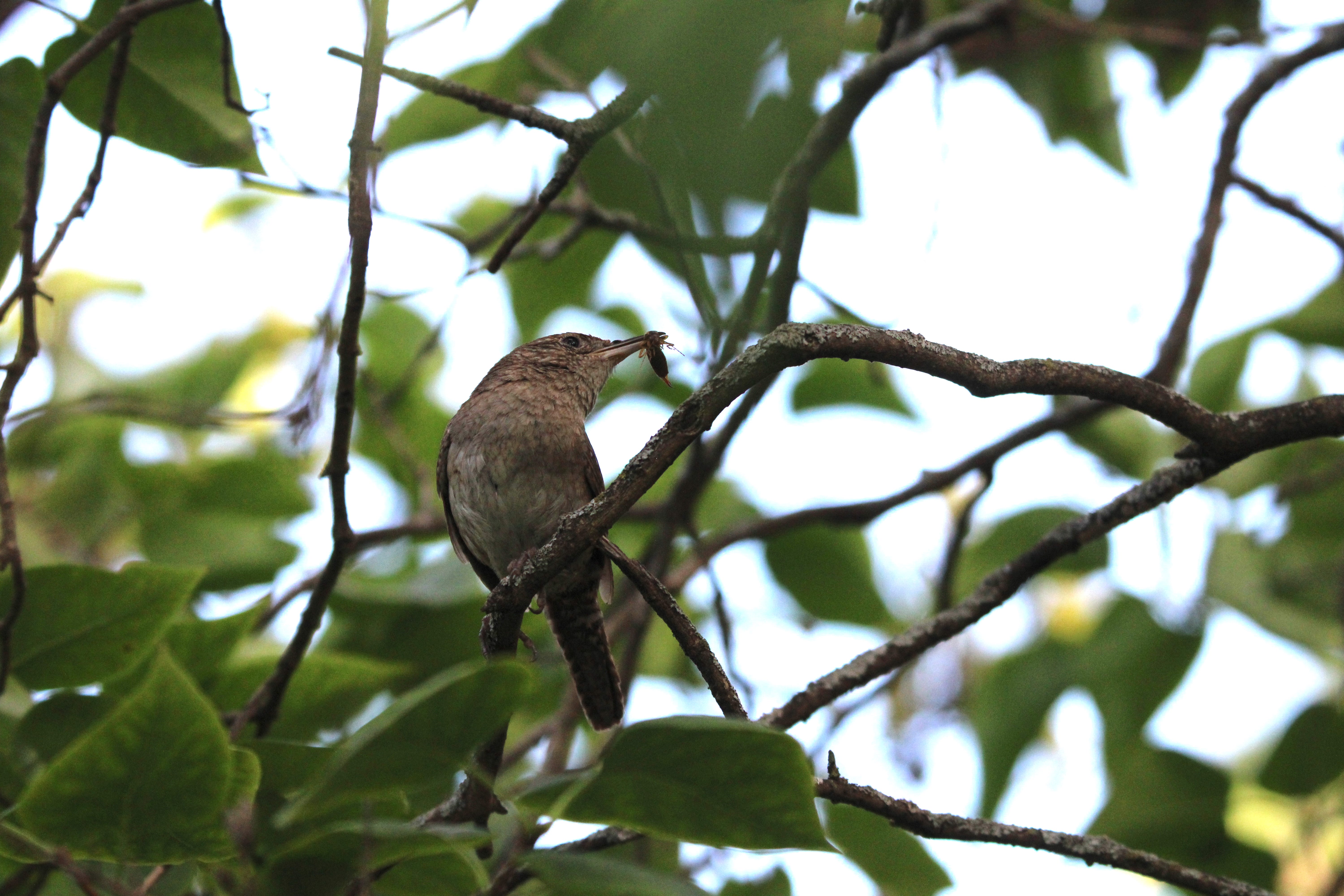 TWiB Notes: Heat wave birds, House Wrens, and duck numbers