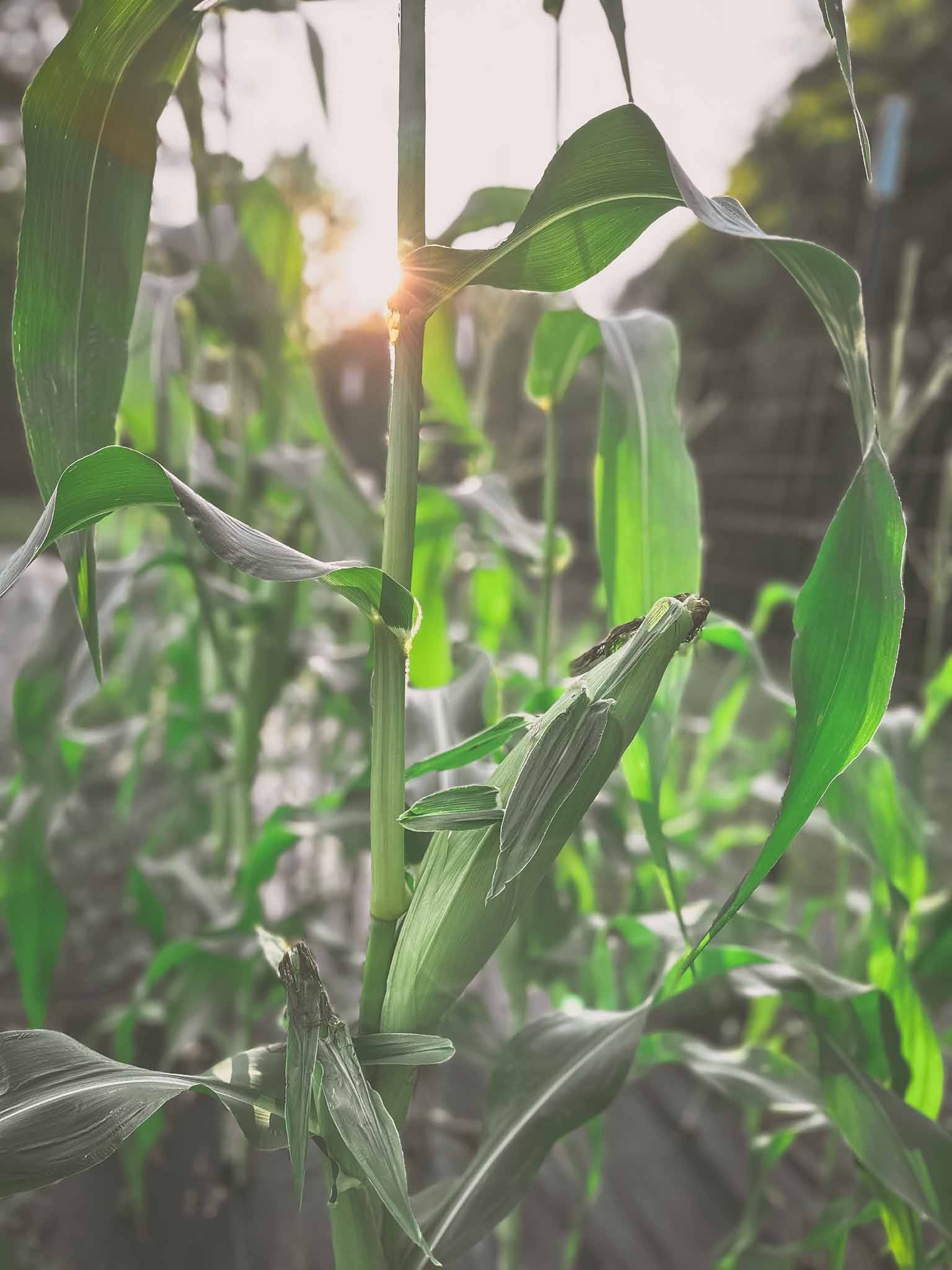 The Joseph Mantle & Impending "Famine"