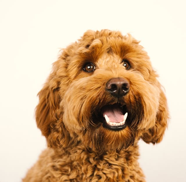 The surprising Labradoodle history lesson I learned today