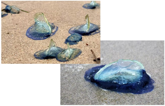 Unusual blue creatures appear on California beaches