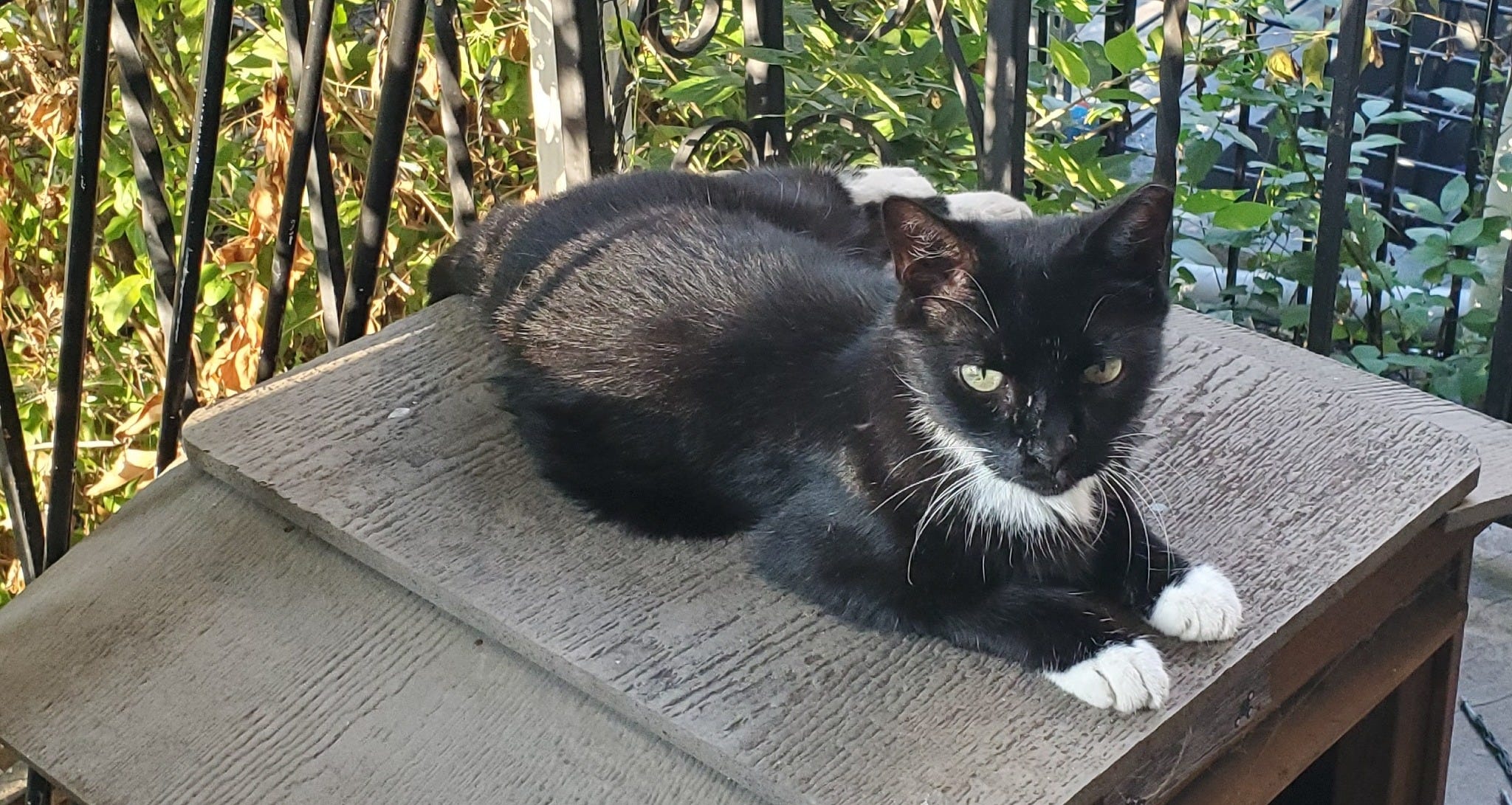 Kidnapped. A True Crime Story. - by Gene Weingarten