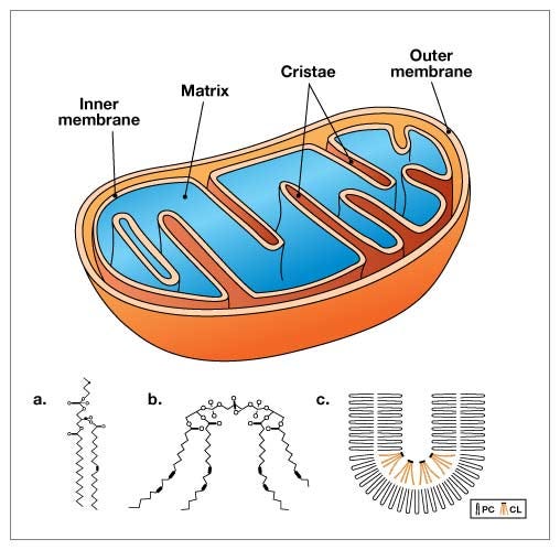 Gezondheid of mRNA, Recht & Vrijheden of Globalisme & Klimaatleugens ...