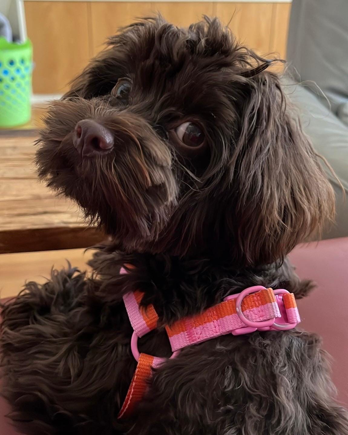 Rocky and Gawenda and the little brown dog