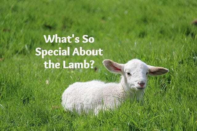 What’s So Special About the Lamb?
