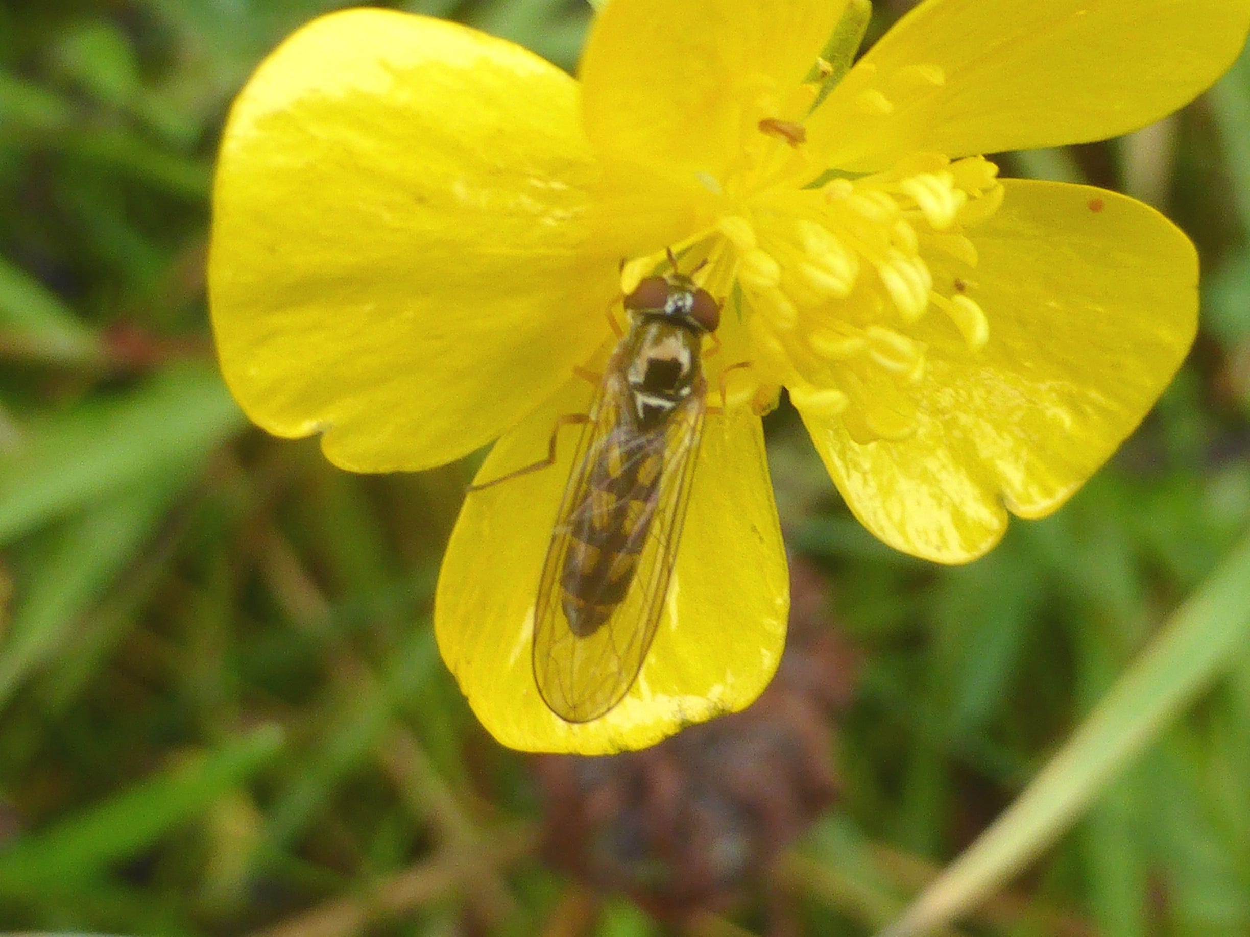 The Highland 2024 Big Pollinator Count Results