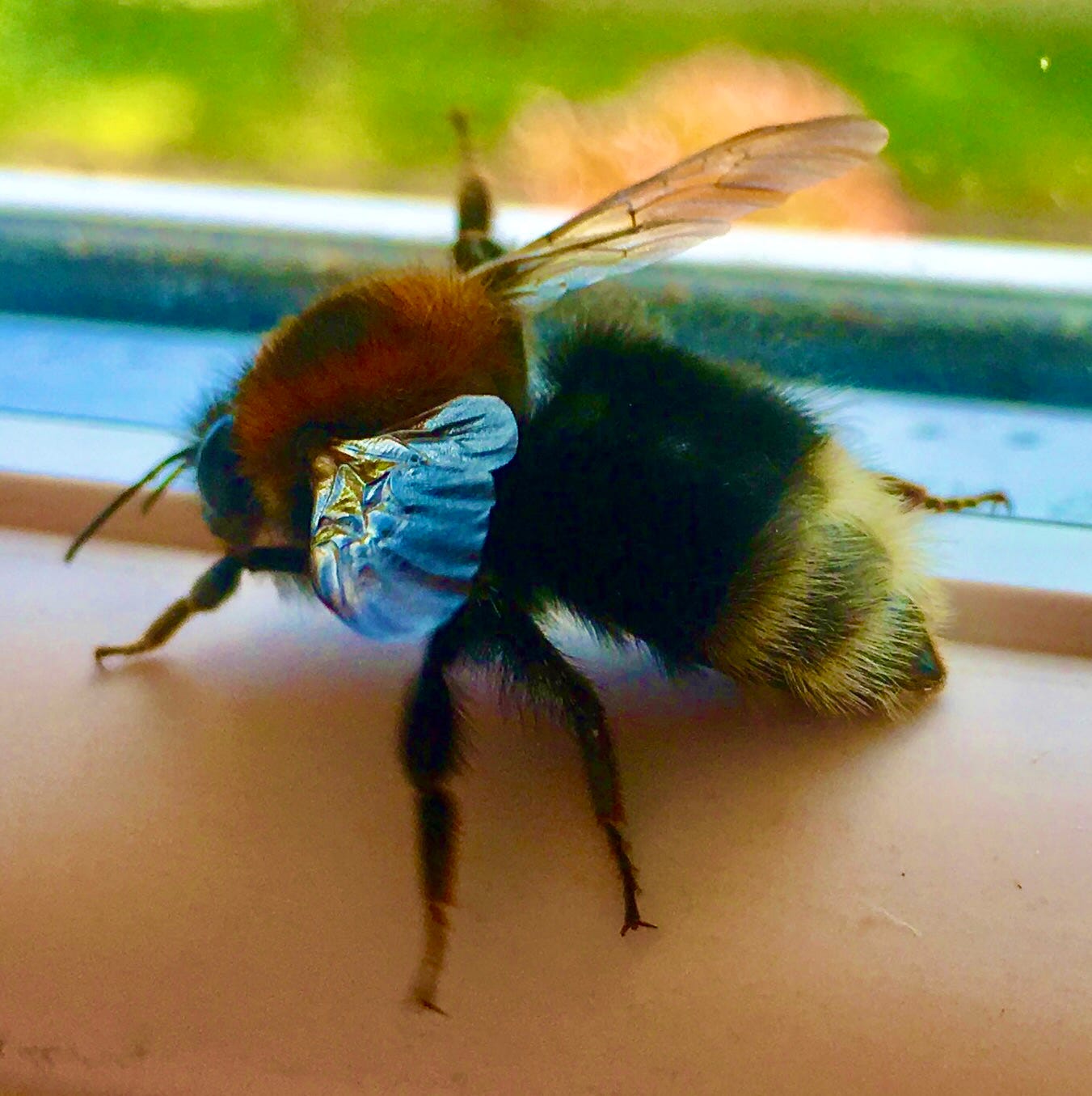 Be(e)Wings - by Wells Of Goodness - Melanie’s Substack