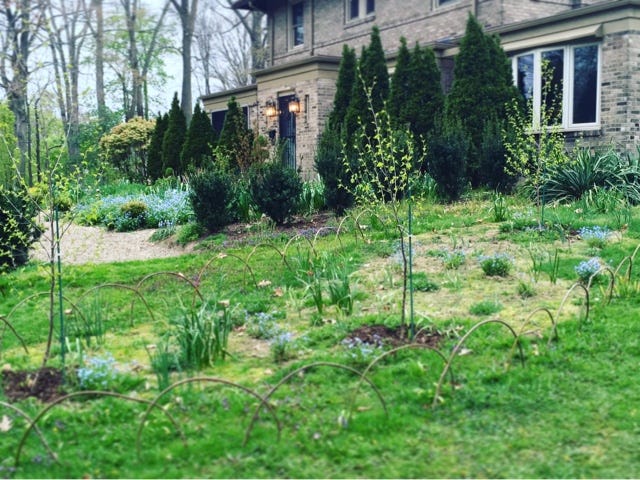 How to make a Yew Arch - Julie Witmer Gardens Newsletter