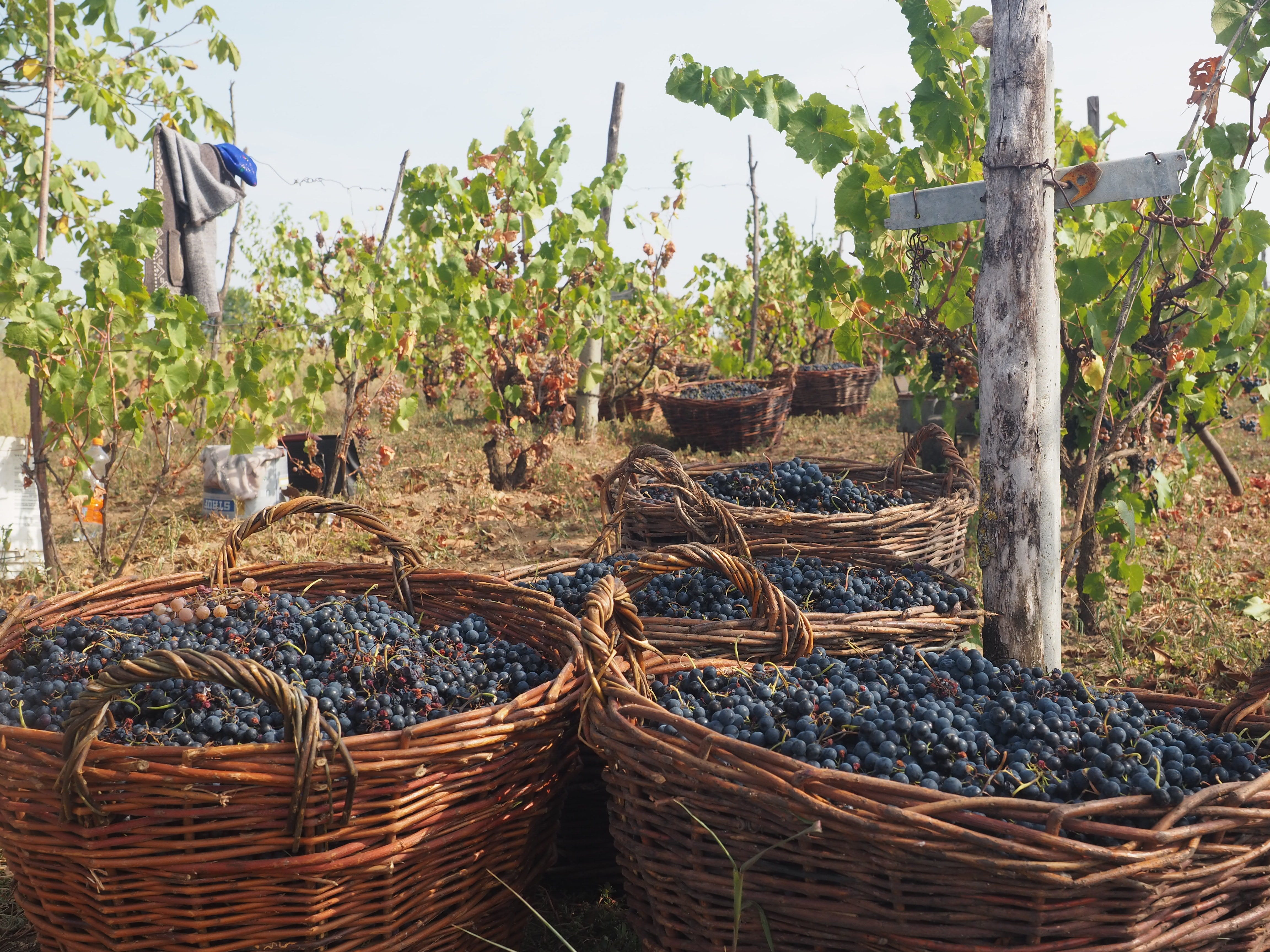 A year of explaining Moldova to the world as a foreigner | Journo Birds
