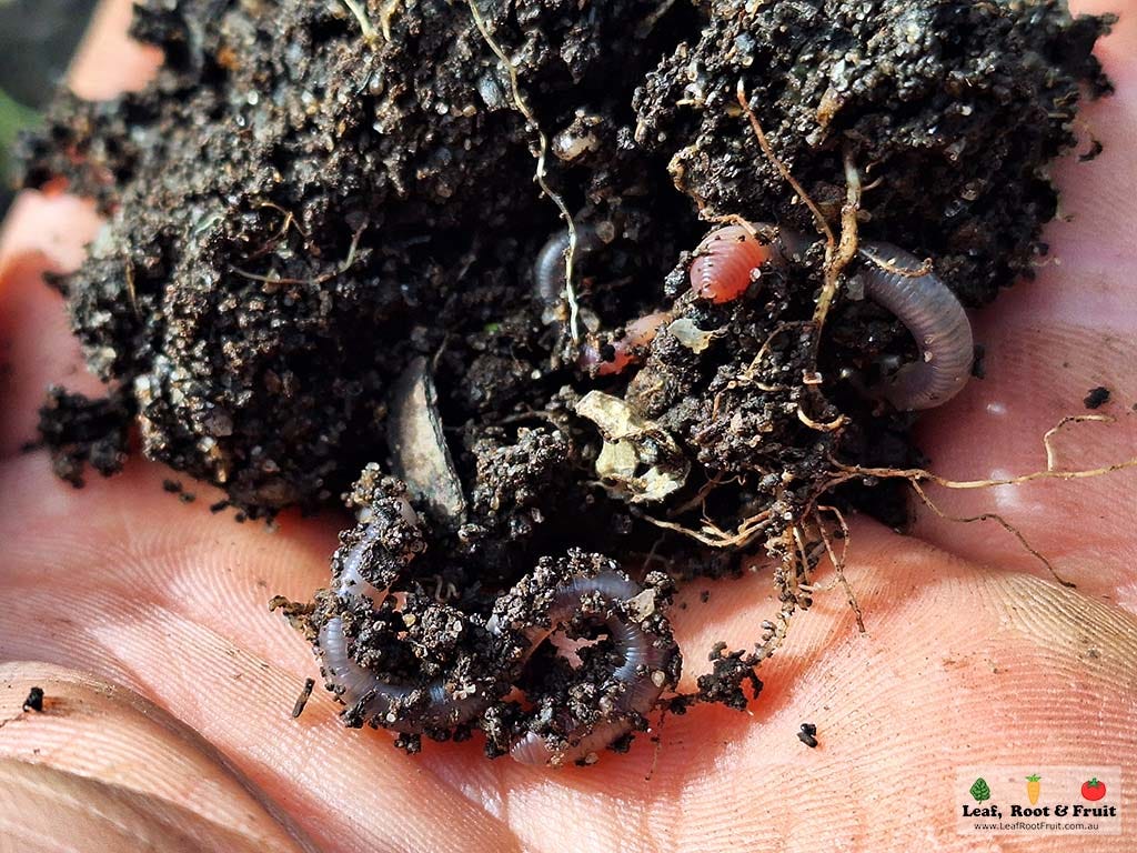 Soil Preparation - by Duncan Cocking - Leaf, Root & Fruit