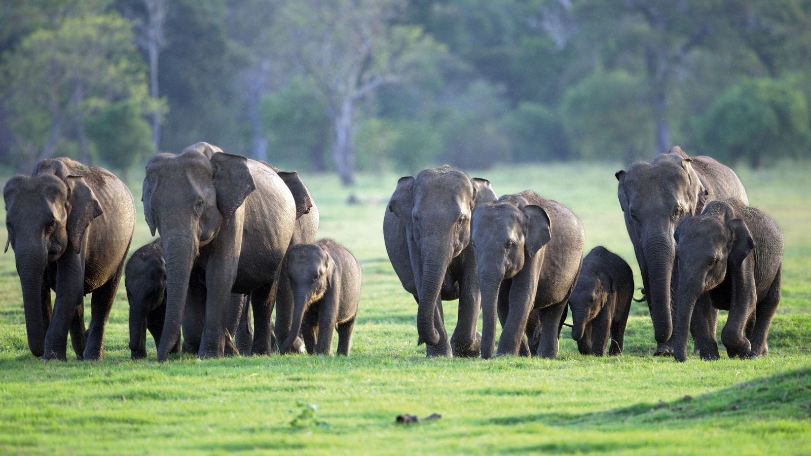 #8 Pelo em ovo da matriarca elefante