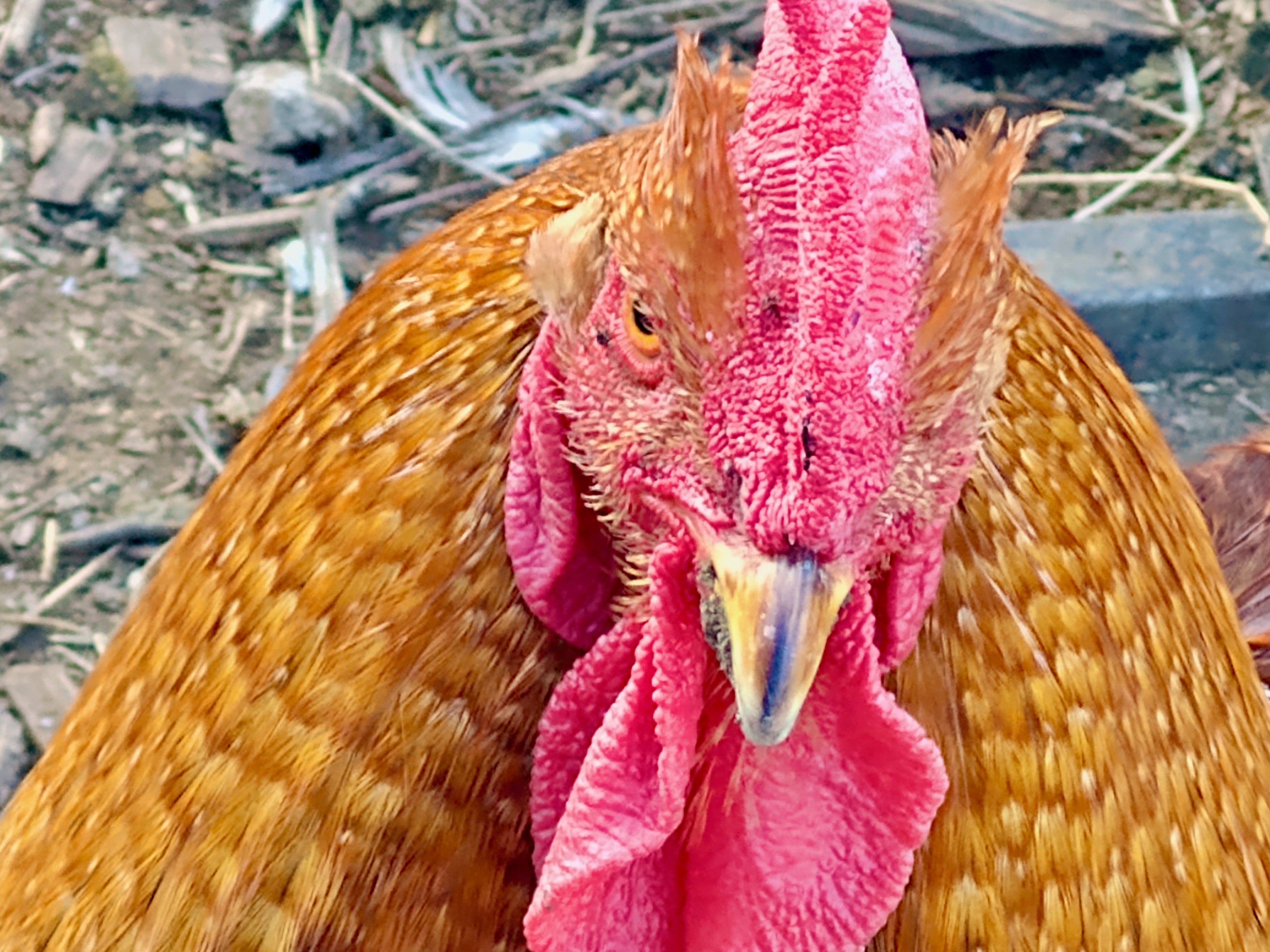 Why the chicken crossed the road - by Lynn Ferguson