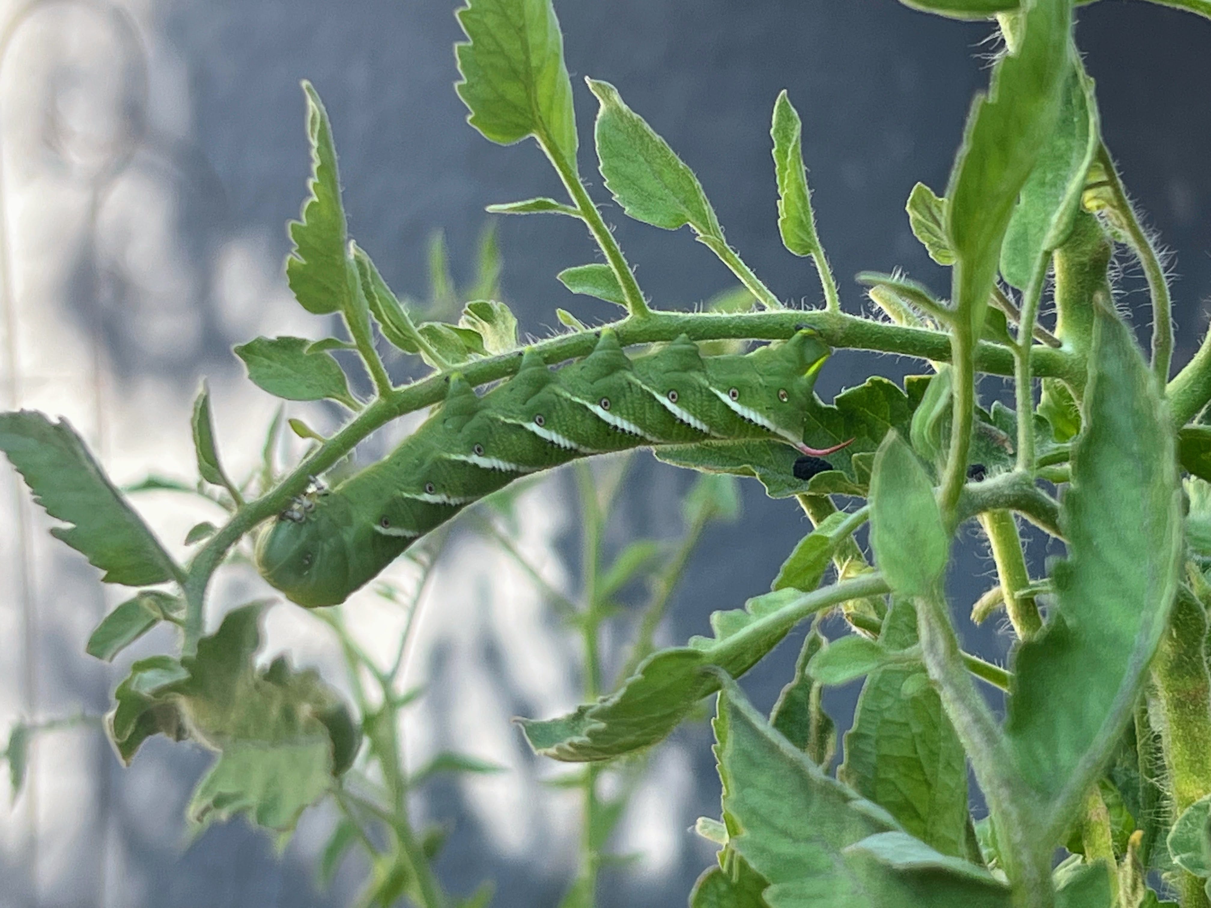 I Murdered a Caterpillar - by Aaron Rickel Jones