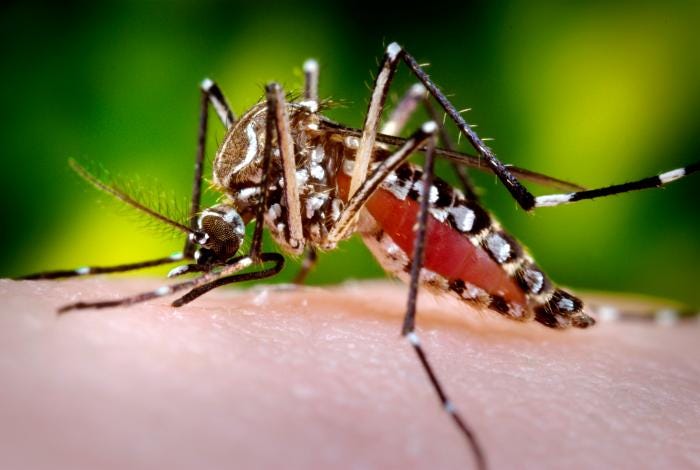 Dengue fever outbreak declared in Samoa