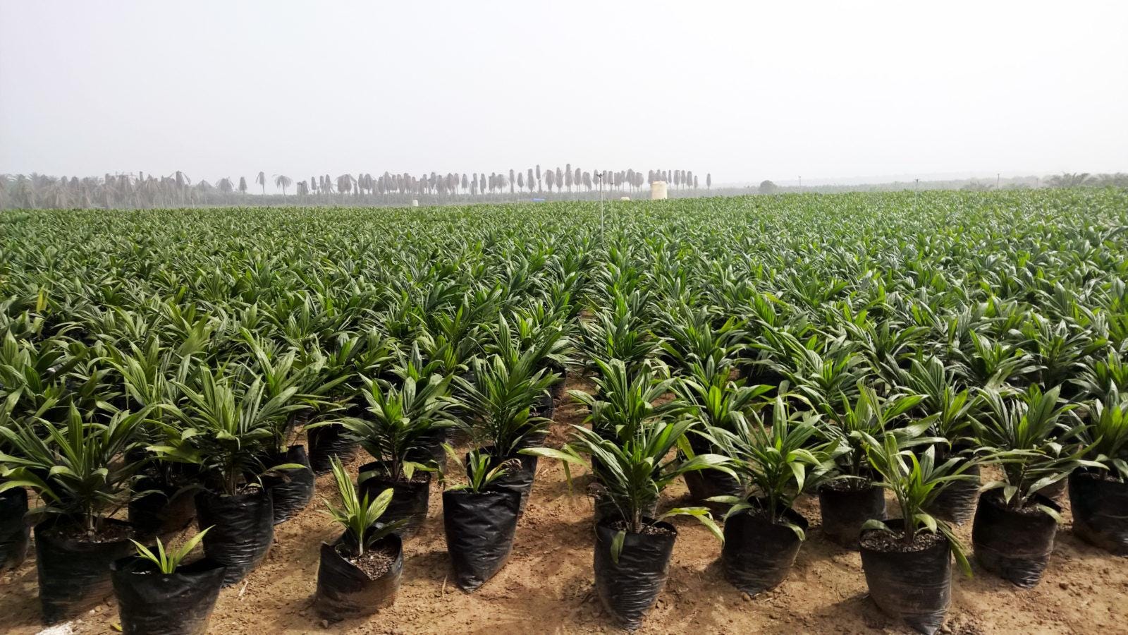Phatisa exits West African palm oil business