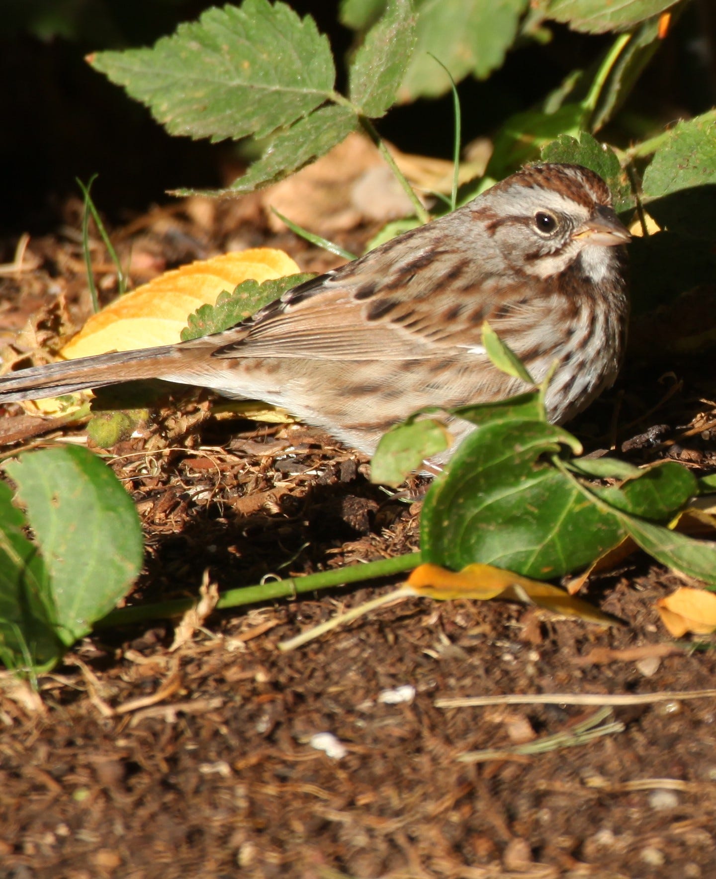 The Big Yard: Notes from a Pajama Birdwatcher