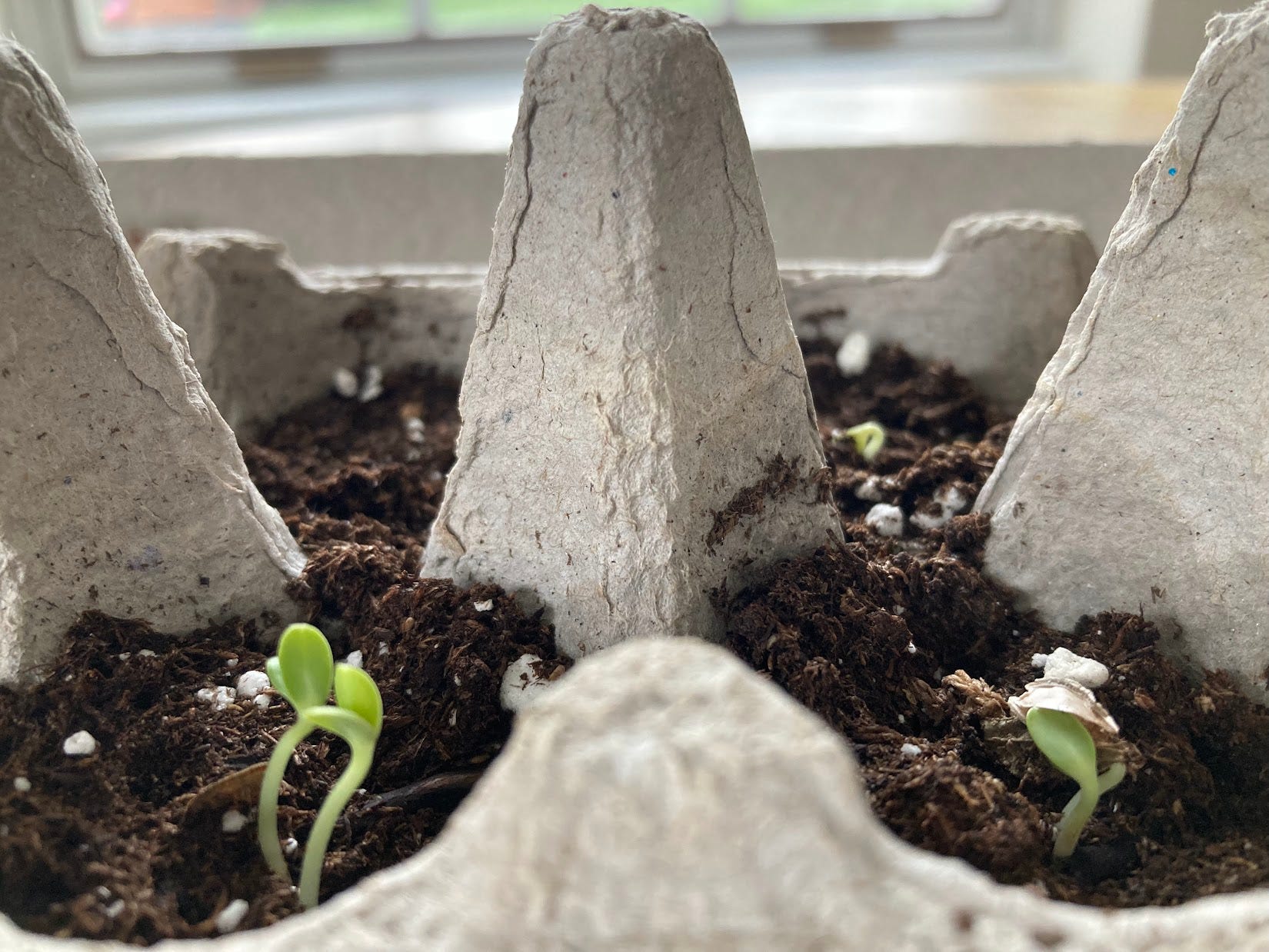 Egg carton magic - by Melissa Verhey