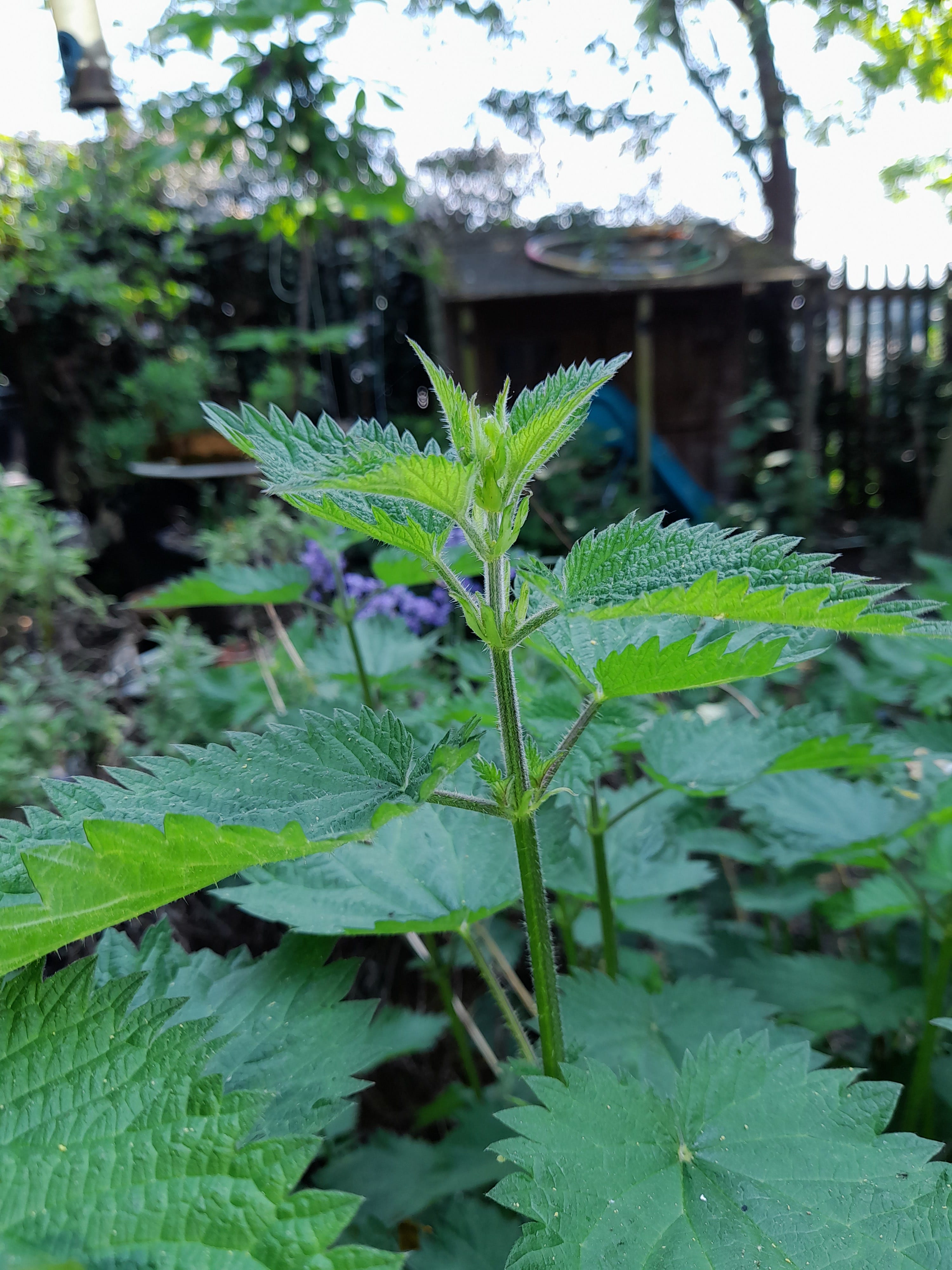 Nettles For Textiles - by Kate Stuart - The Phoenix Green