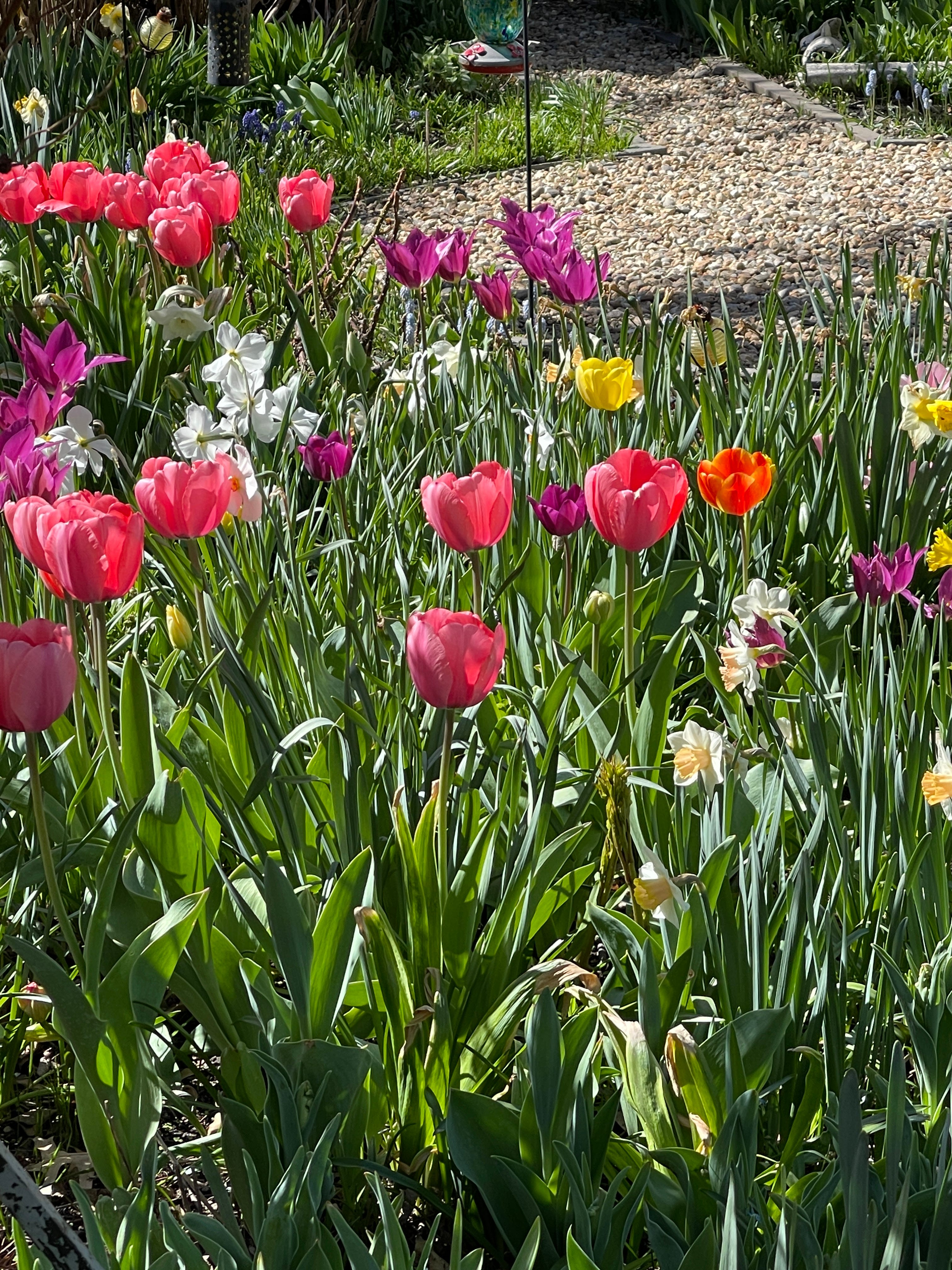 The launch of Soft 70 - by Katie Lemons, MS, CNS, PA-C